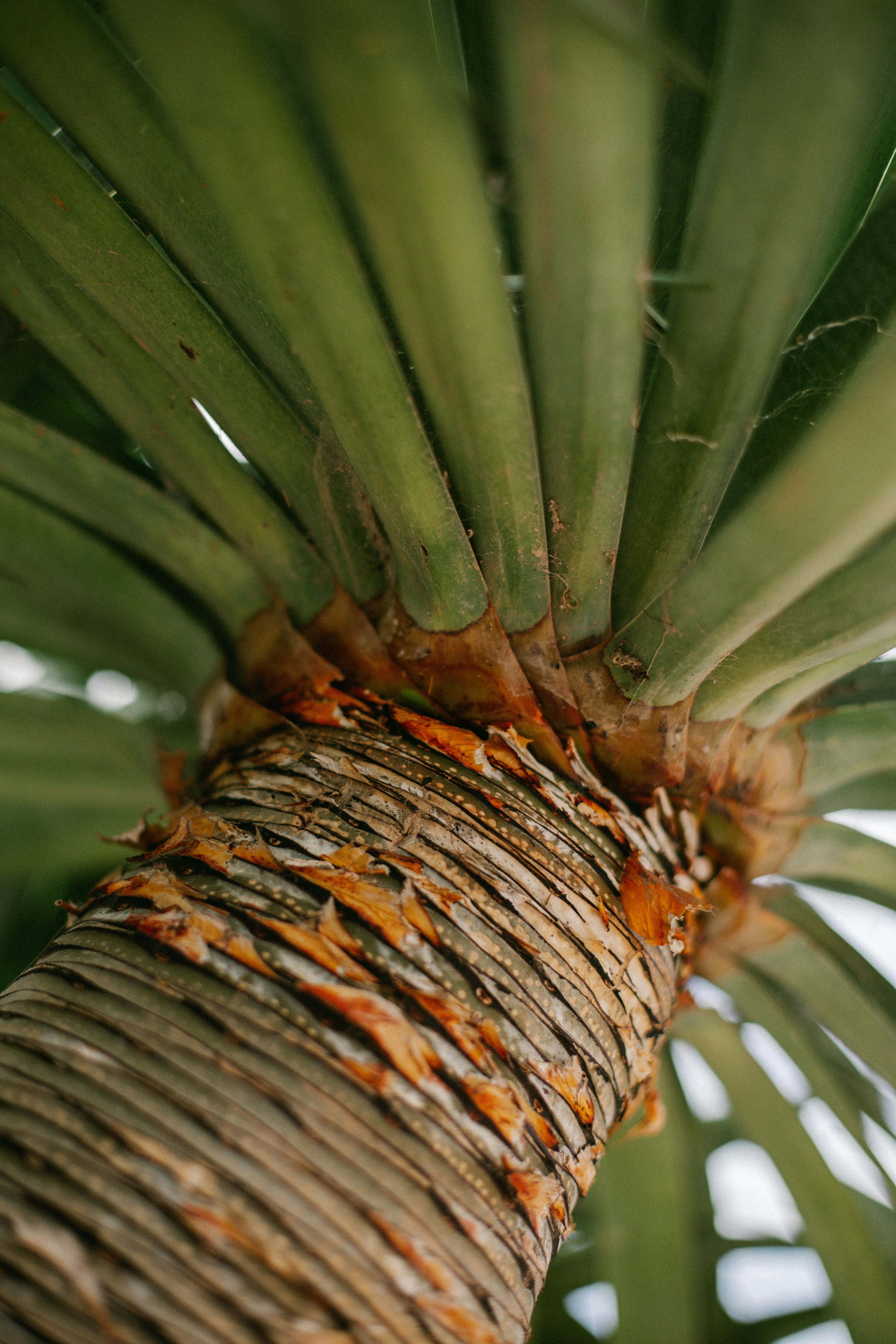 Concentric Bark: A Macro Portrait of Palm Trunk Texture and Crown