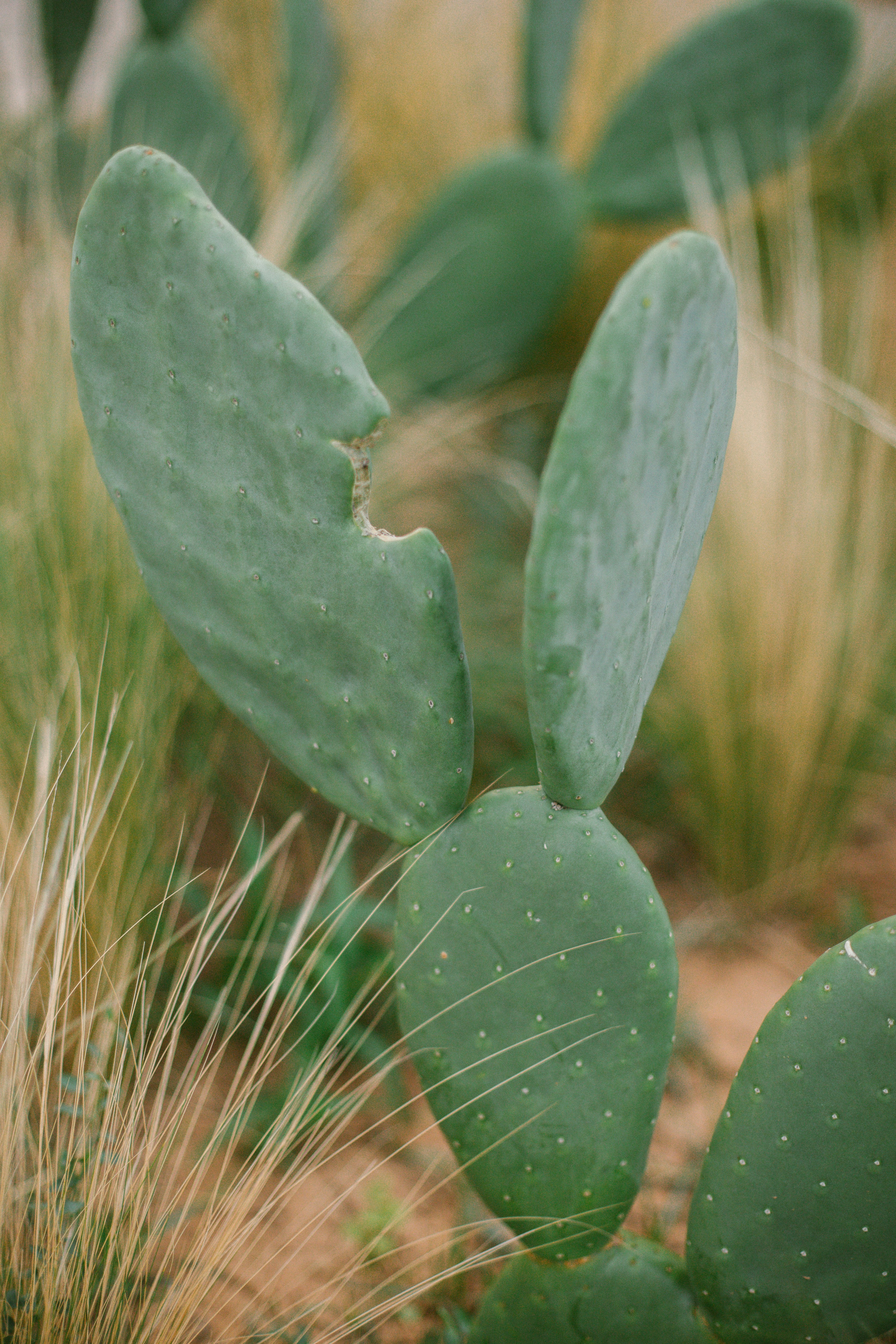 Prickly Pear in a Tufted Meadow