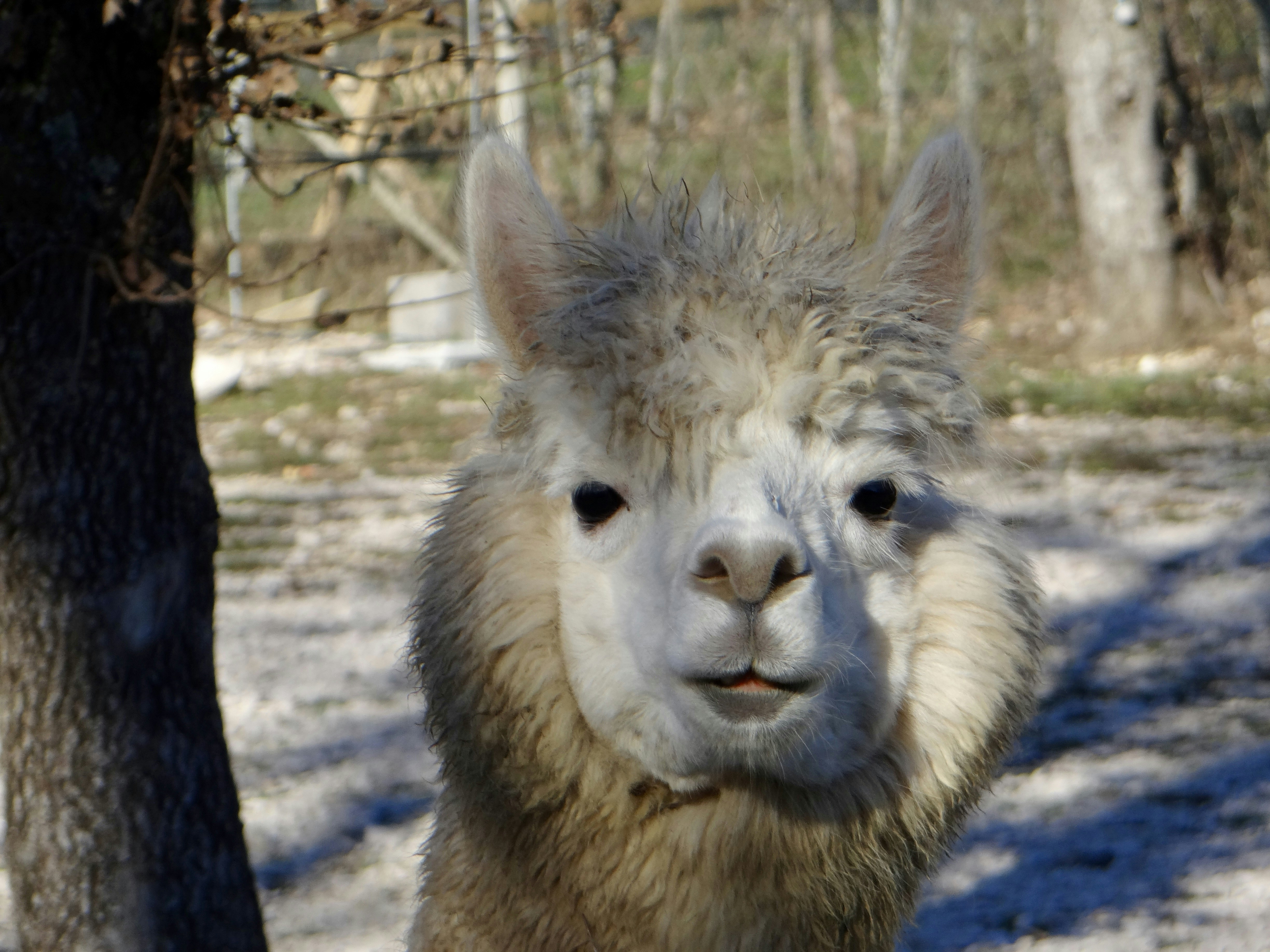 A close up of a llama near a tree photo – Free Alpaca Image on Unsplash