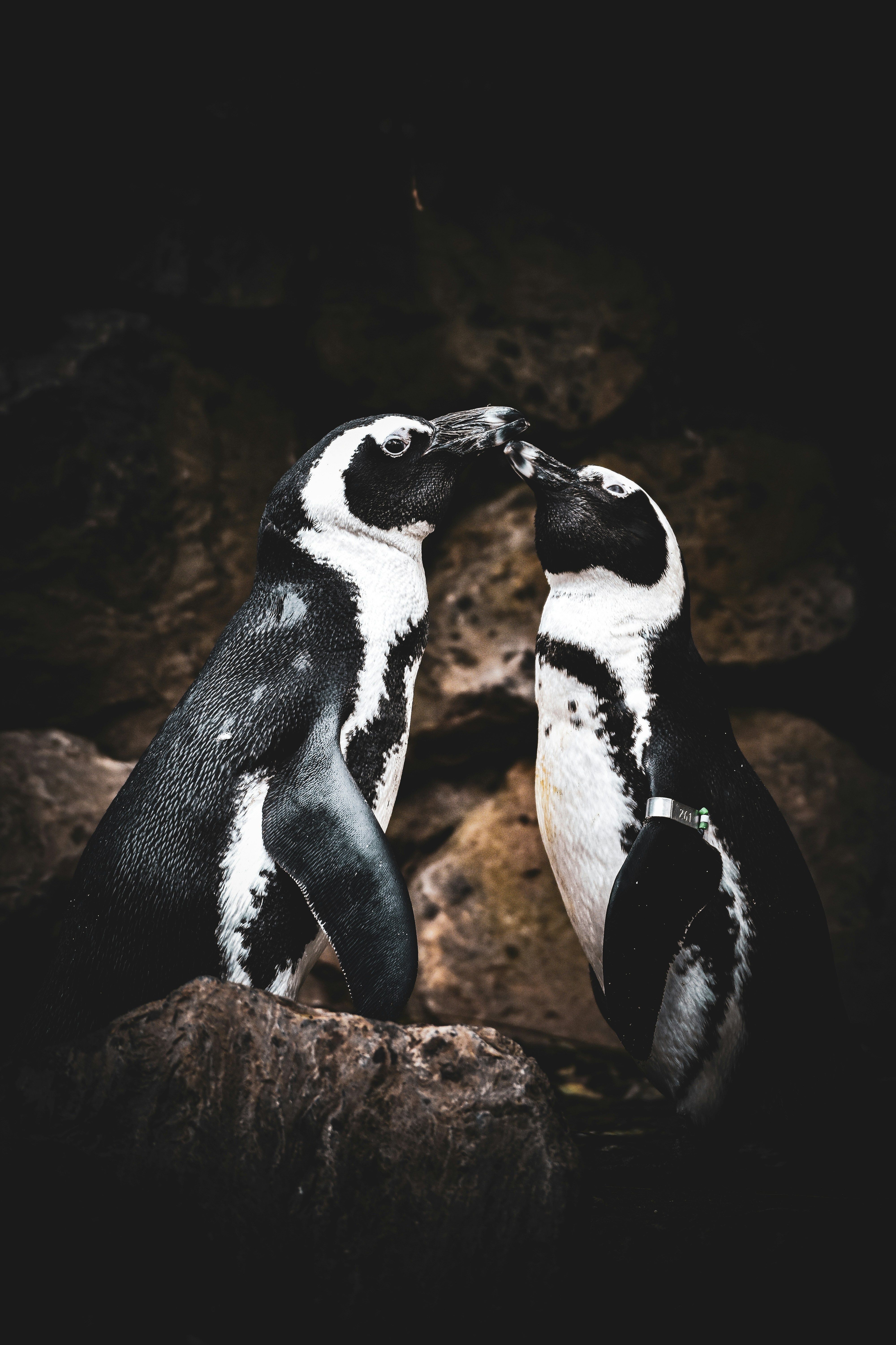 A couple of penguins standing next to each other photo – Free Animal ...