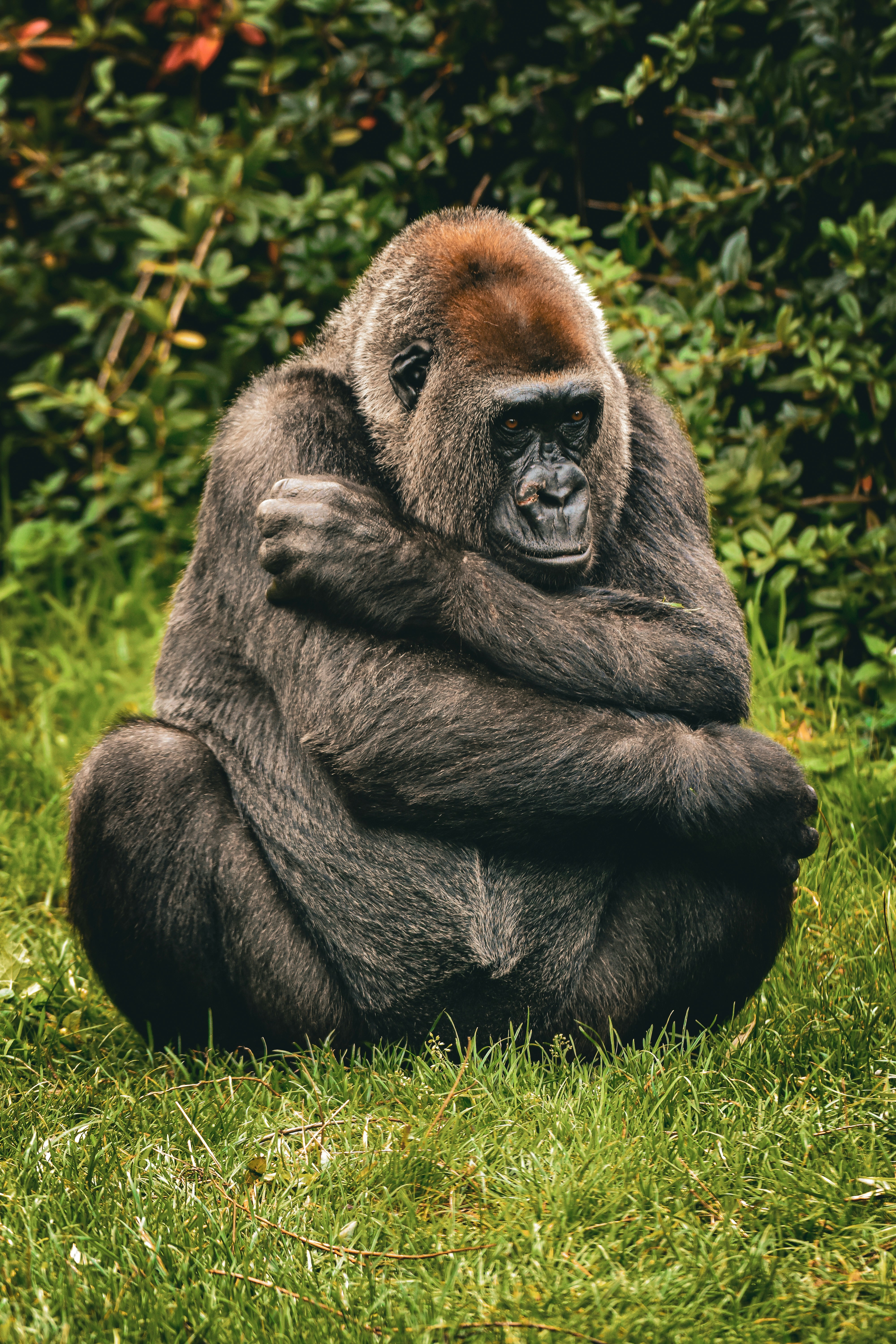 Contemplative Gorilla in Greenery