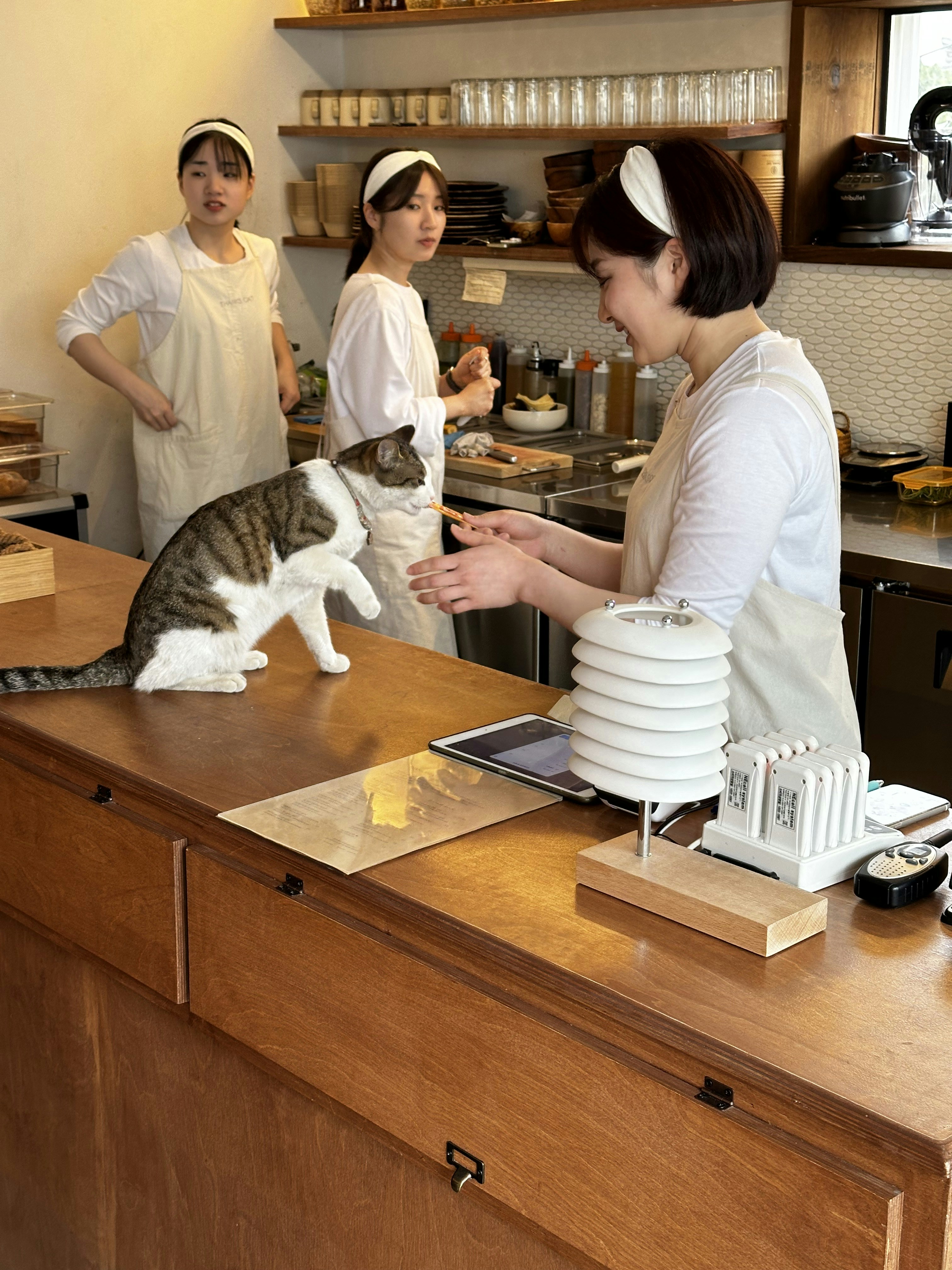 Whiskered Guest at the Café Counter: A Quiet Moment of Service