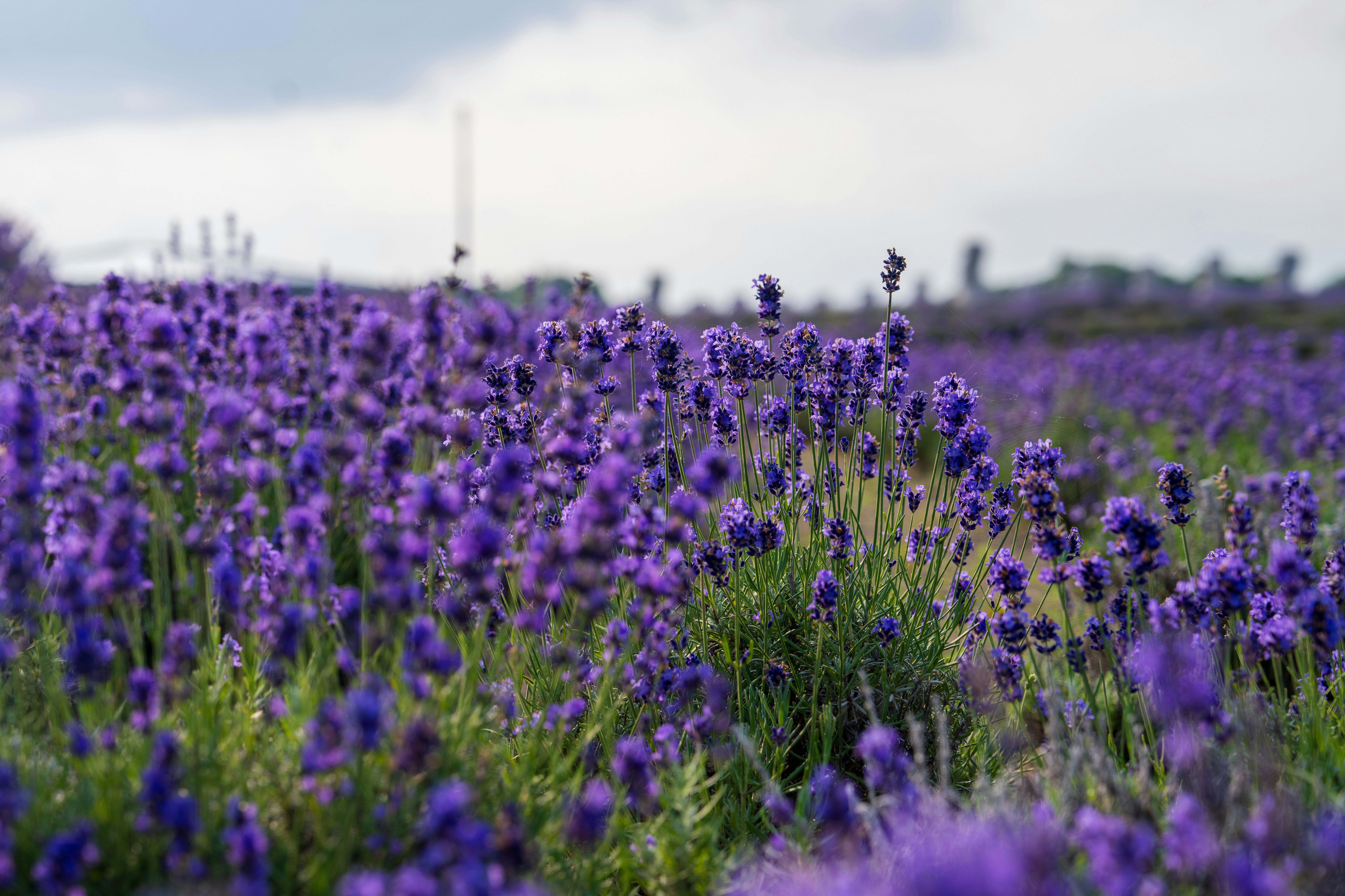 Lavender Ridge: Depth and Dusk Over a Purple Sea