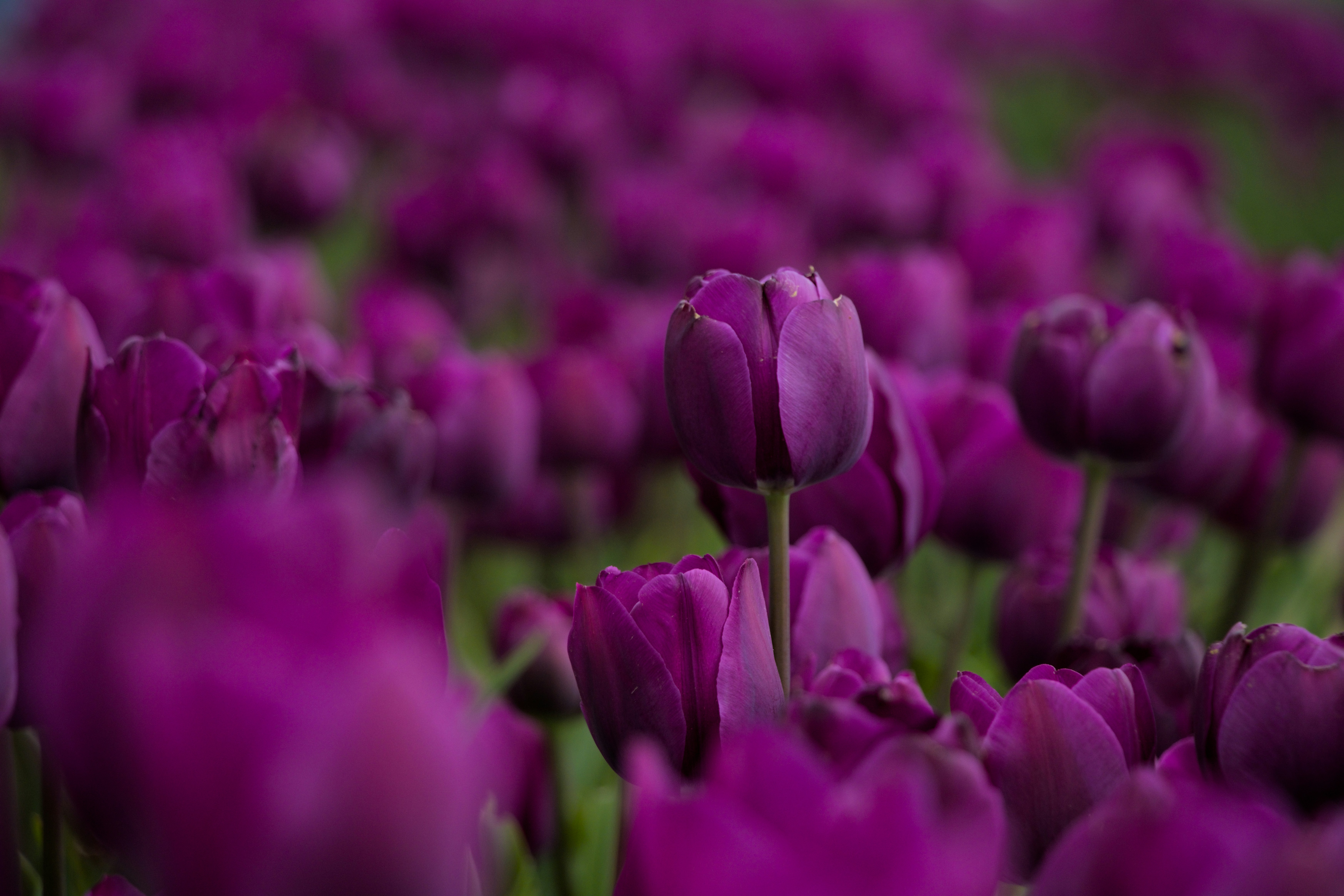 Violet tulip in background