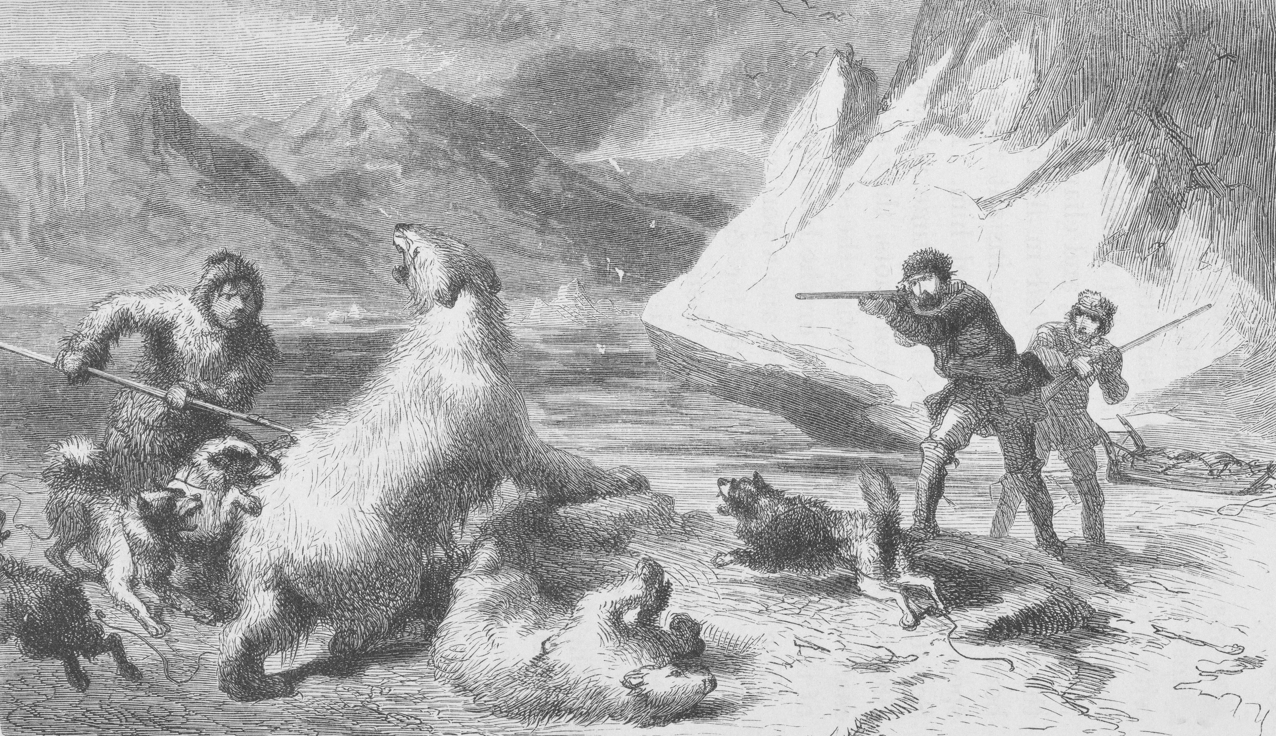 Un dibujo de un oso atacando a un hombre foto – Imagen de Arte gratuita ...