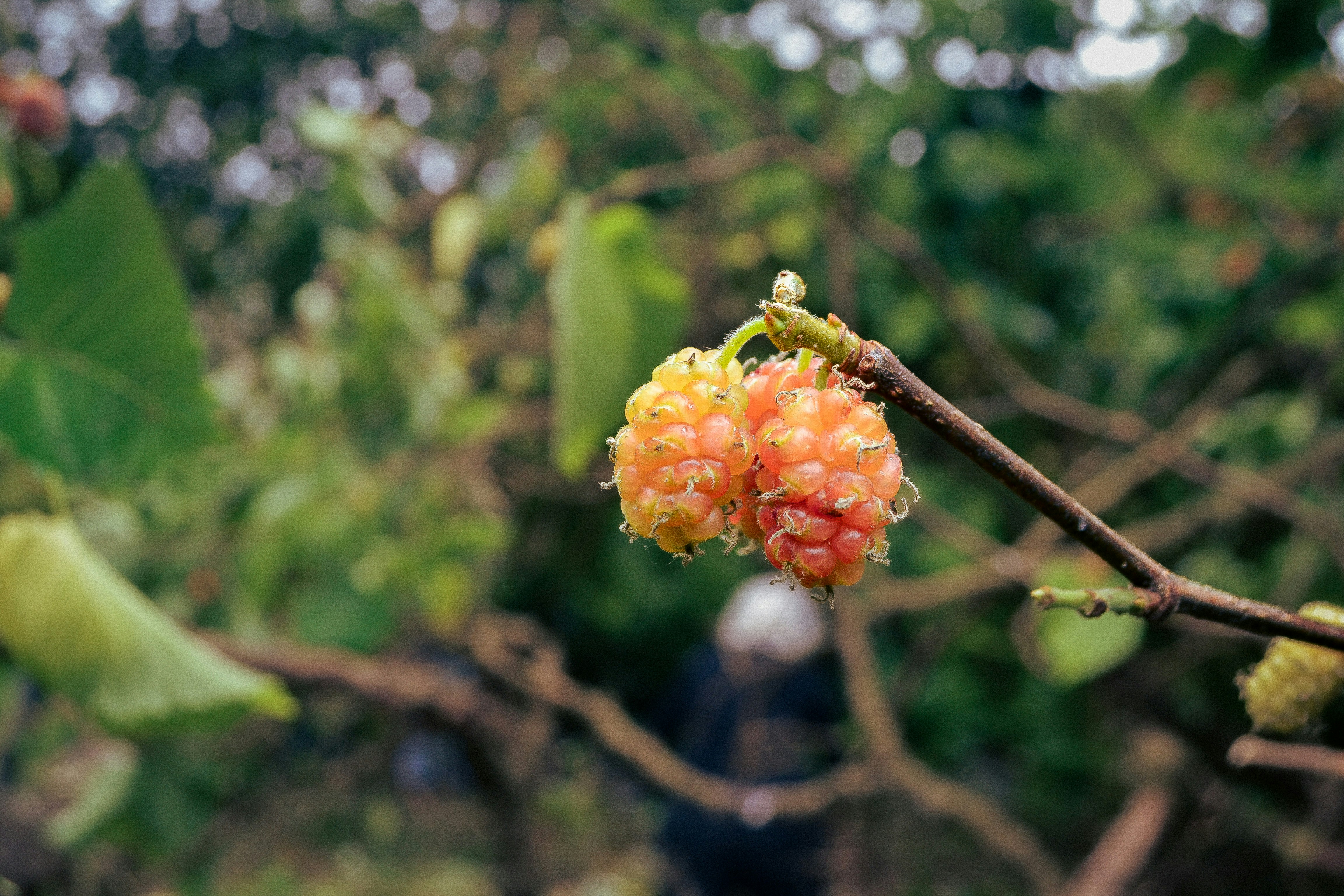 A cluster of fruit hanging from a tree photo – Free Fruit Image on Unsplash