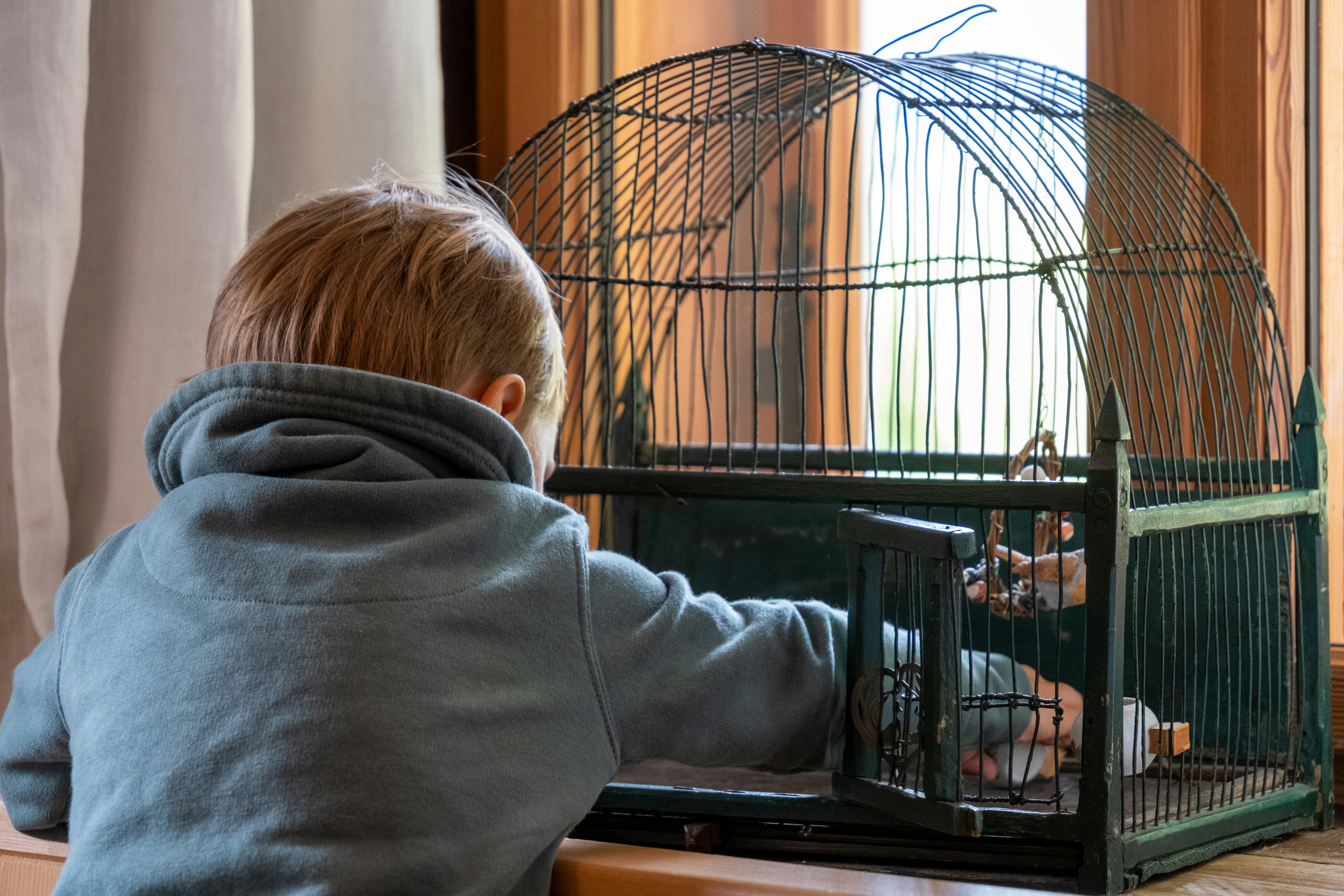 The image shows a young child from behind, reaching into a large vintage birdcage in a softly lit, cozy setting. The child wears a blue-green hoodie, and the cage's intricate metalwork adds a nostalgic feel, highlighting the child’s curiosity and innocence.