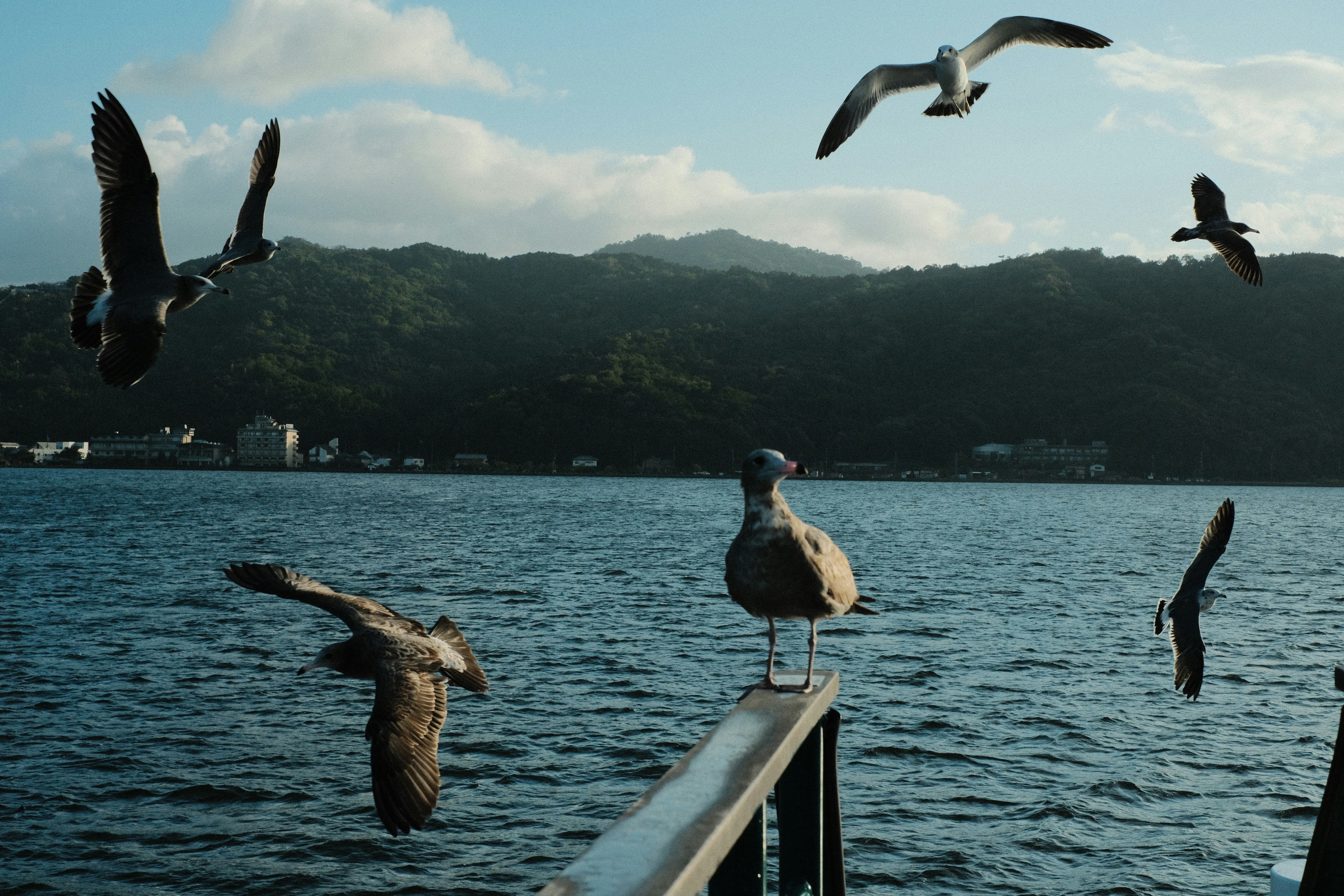 A flock of birds flying over a body of water