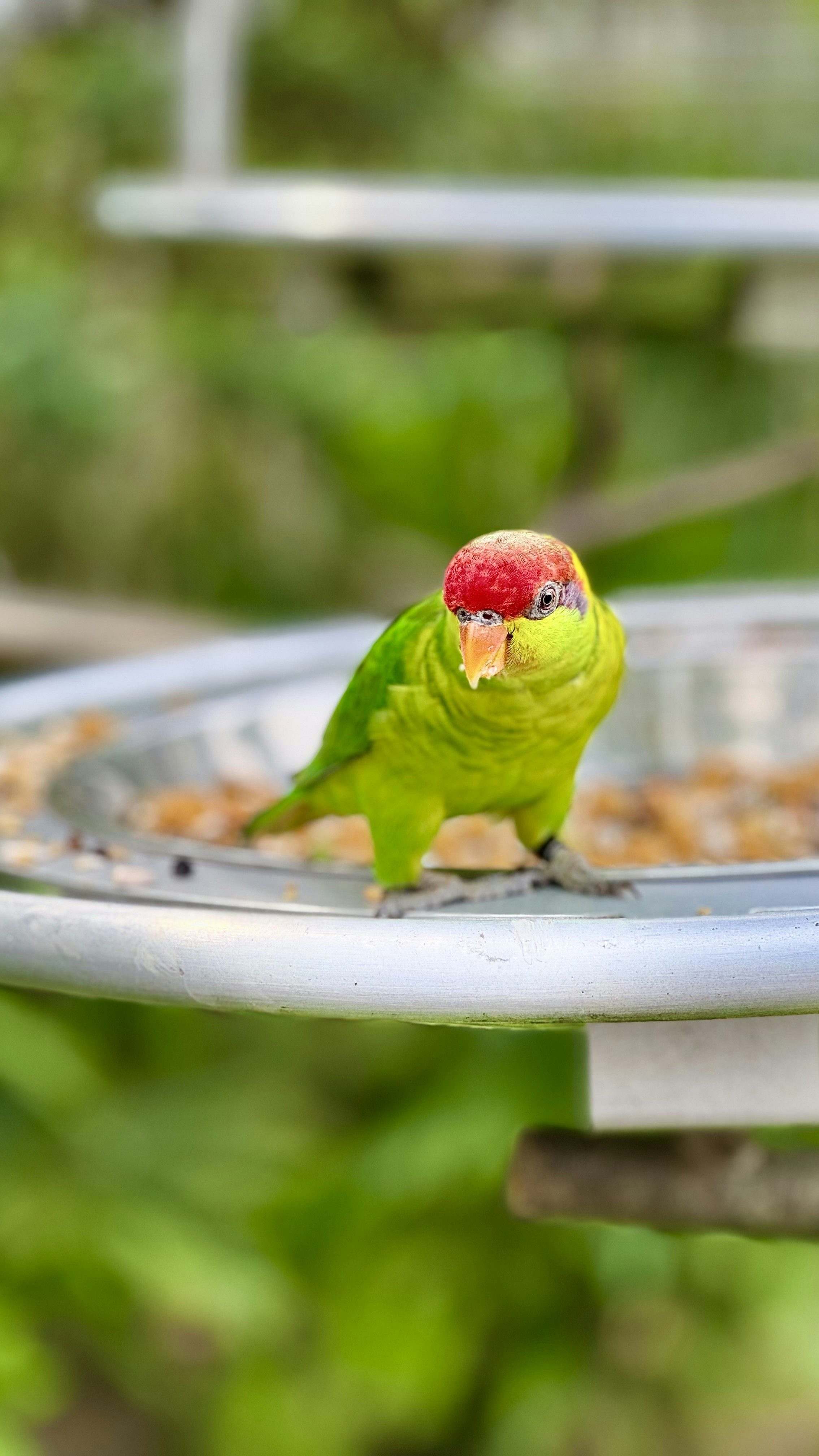 Emerald Parrot at the Feeder: A Close-Up in Sunlit Green