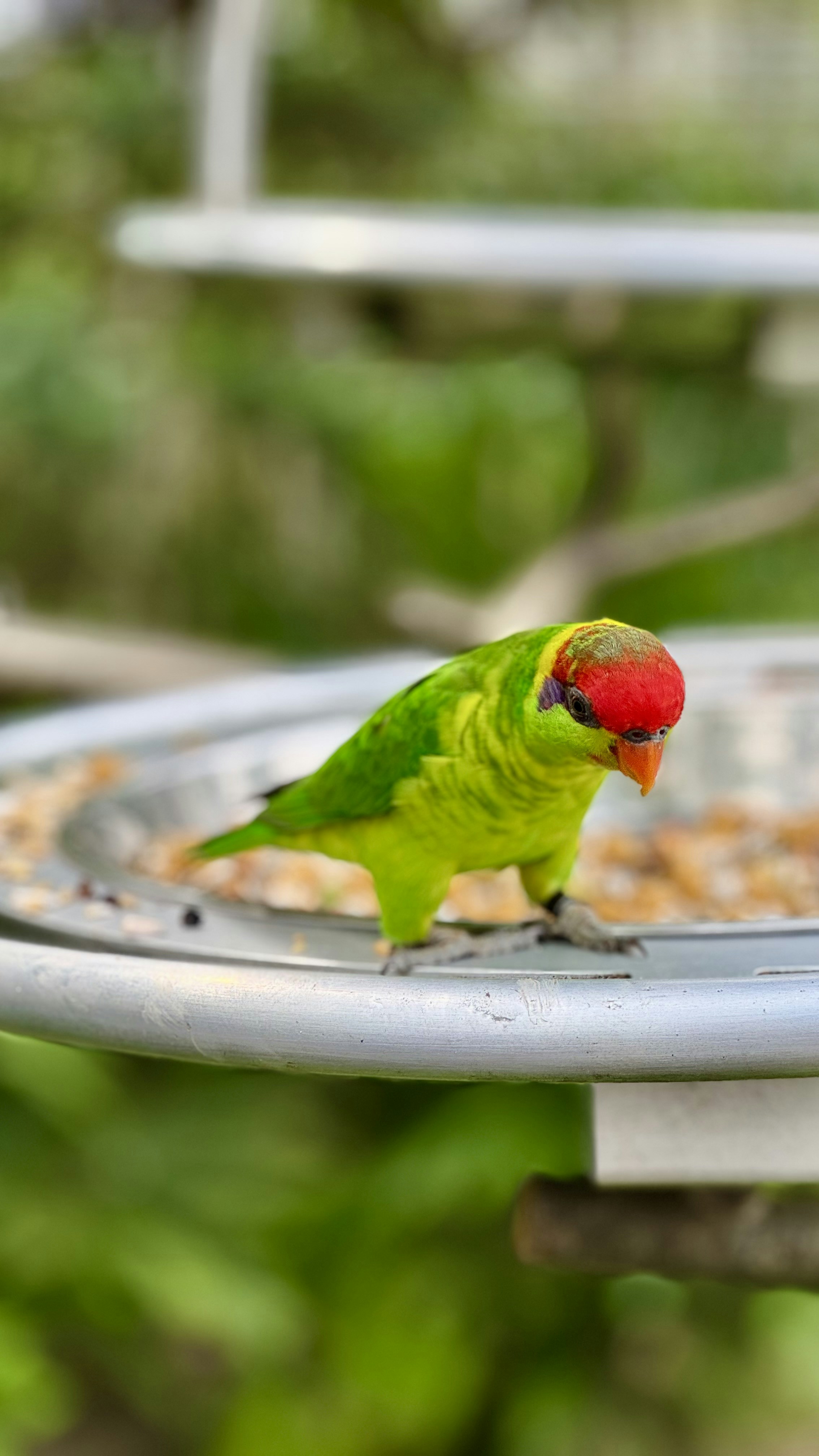 Emerald Parrot with a Ruby Crown Perches on a Weathered Feeder