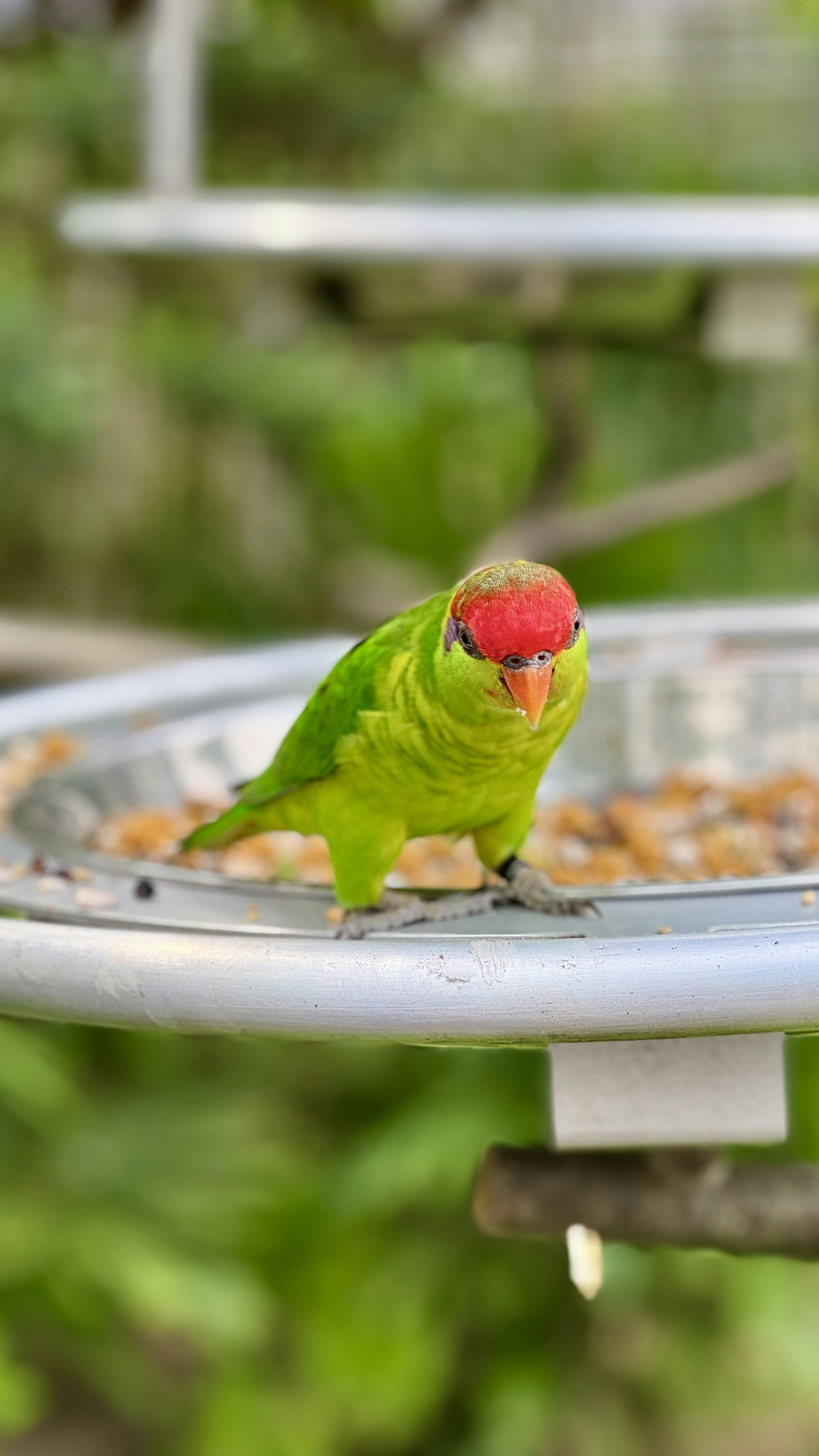 Crimson-Crowned Green Parakeet on a Weathered Feeder