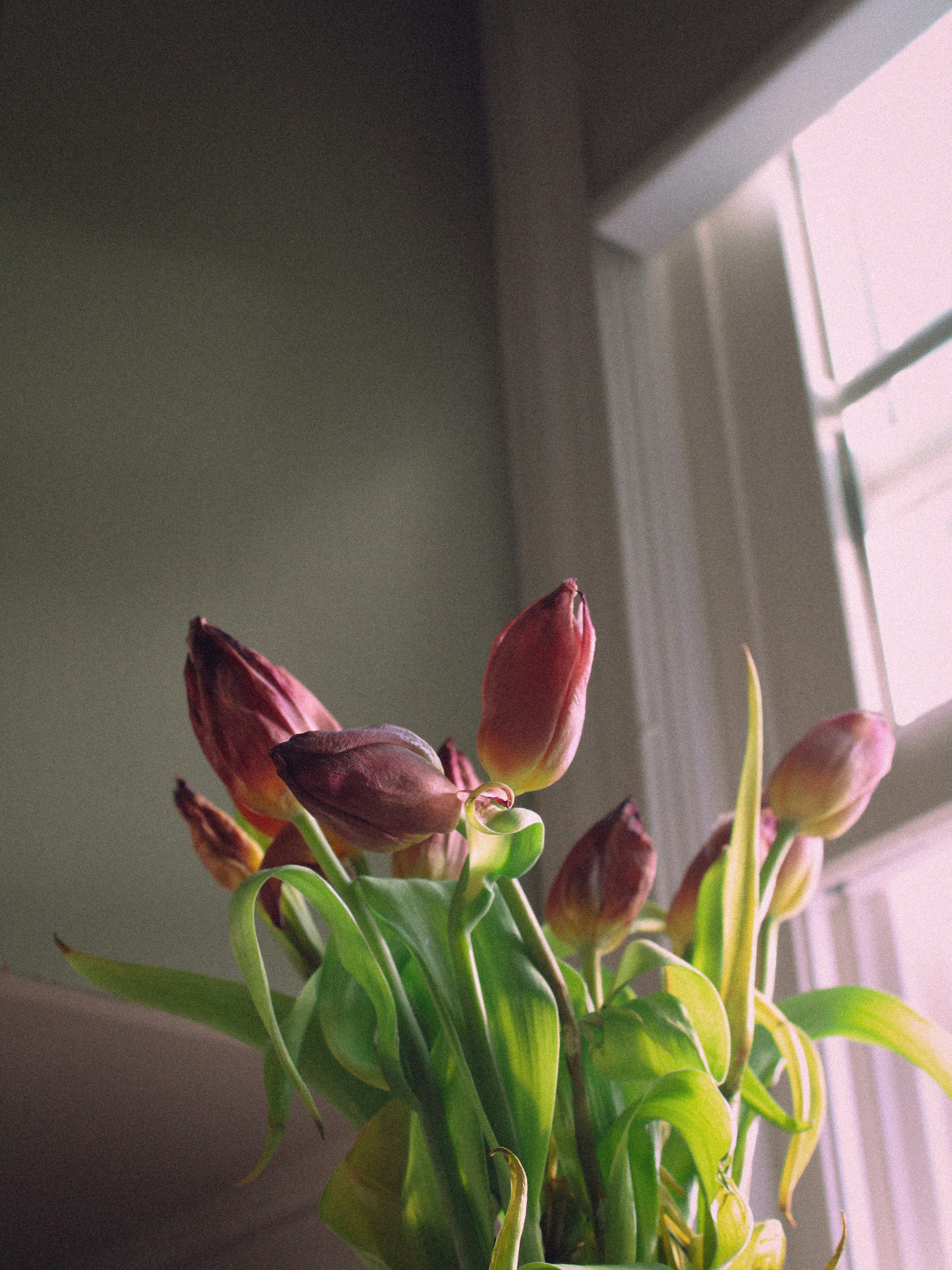 Sunlit Tulips by the Window: Quiet Burgundy Blooms