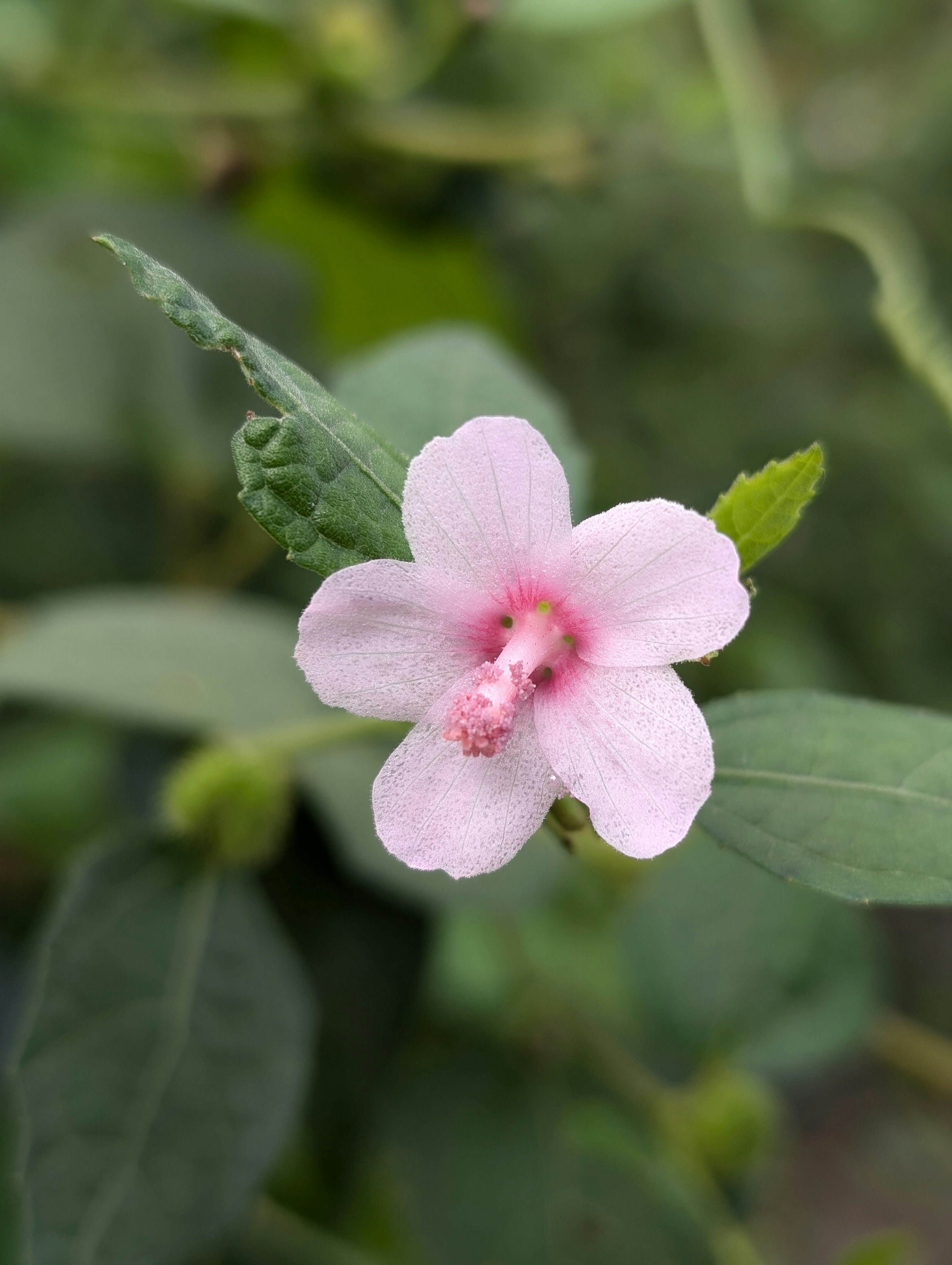 Soft Pink Flower Centerstage in Garden Blur