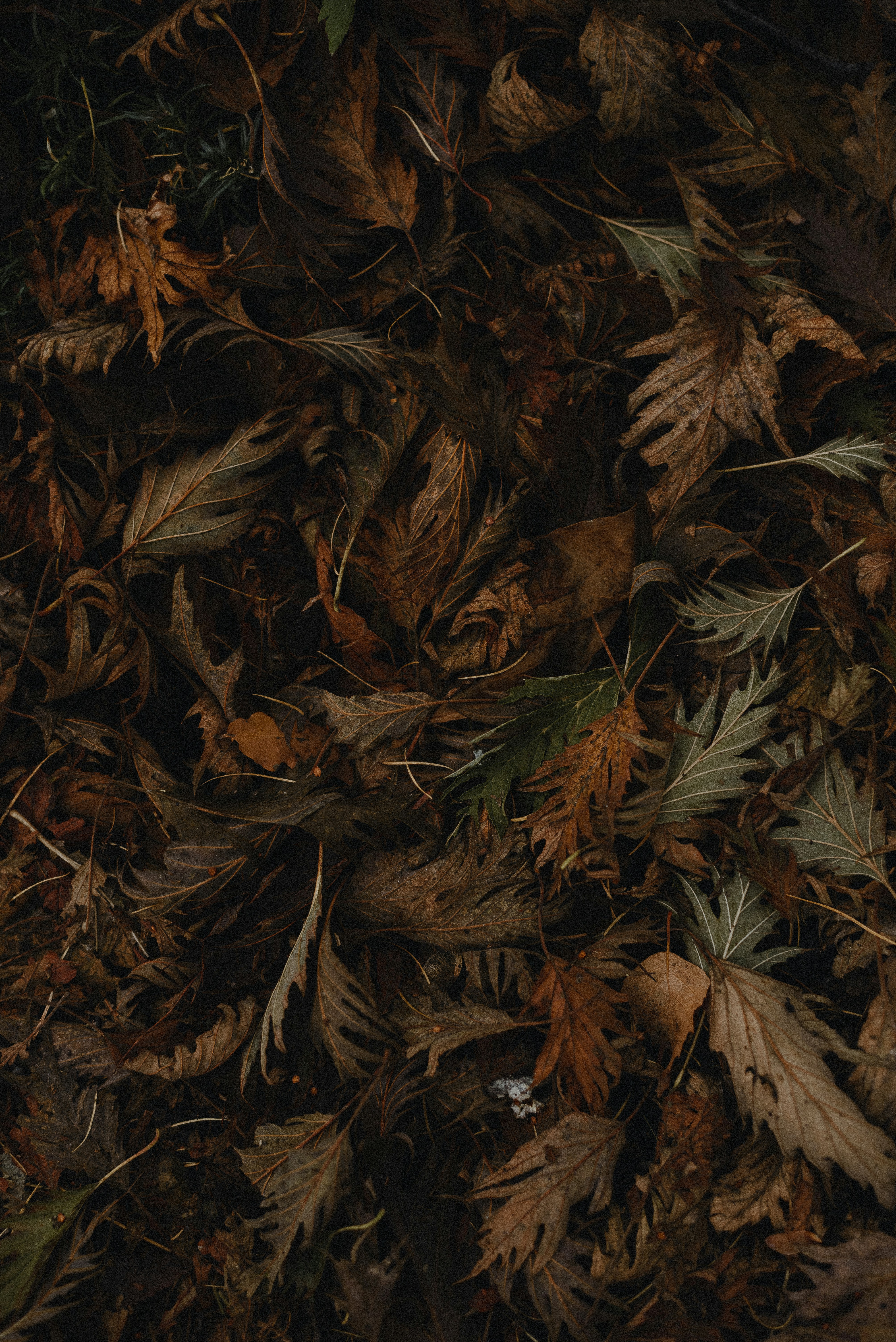 Autumn again - Grace’s Substack