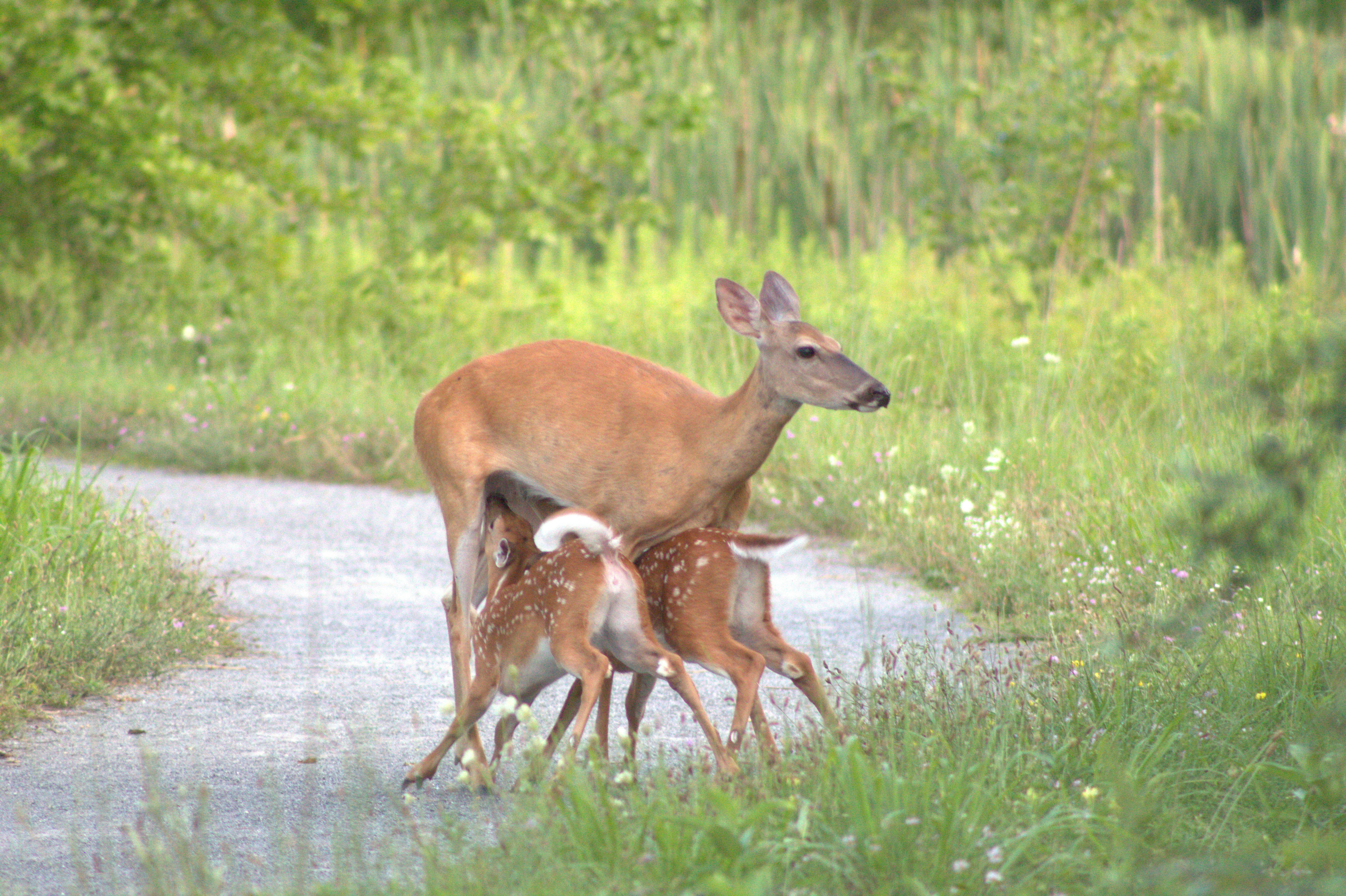 A mother deer and her baby walking down a path photo – Free Deer Image ...