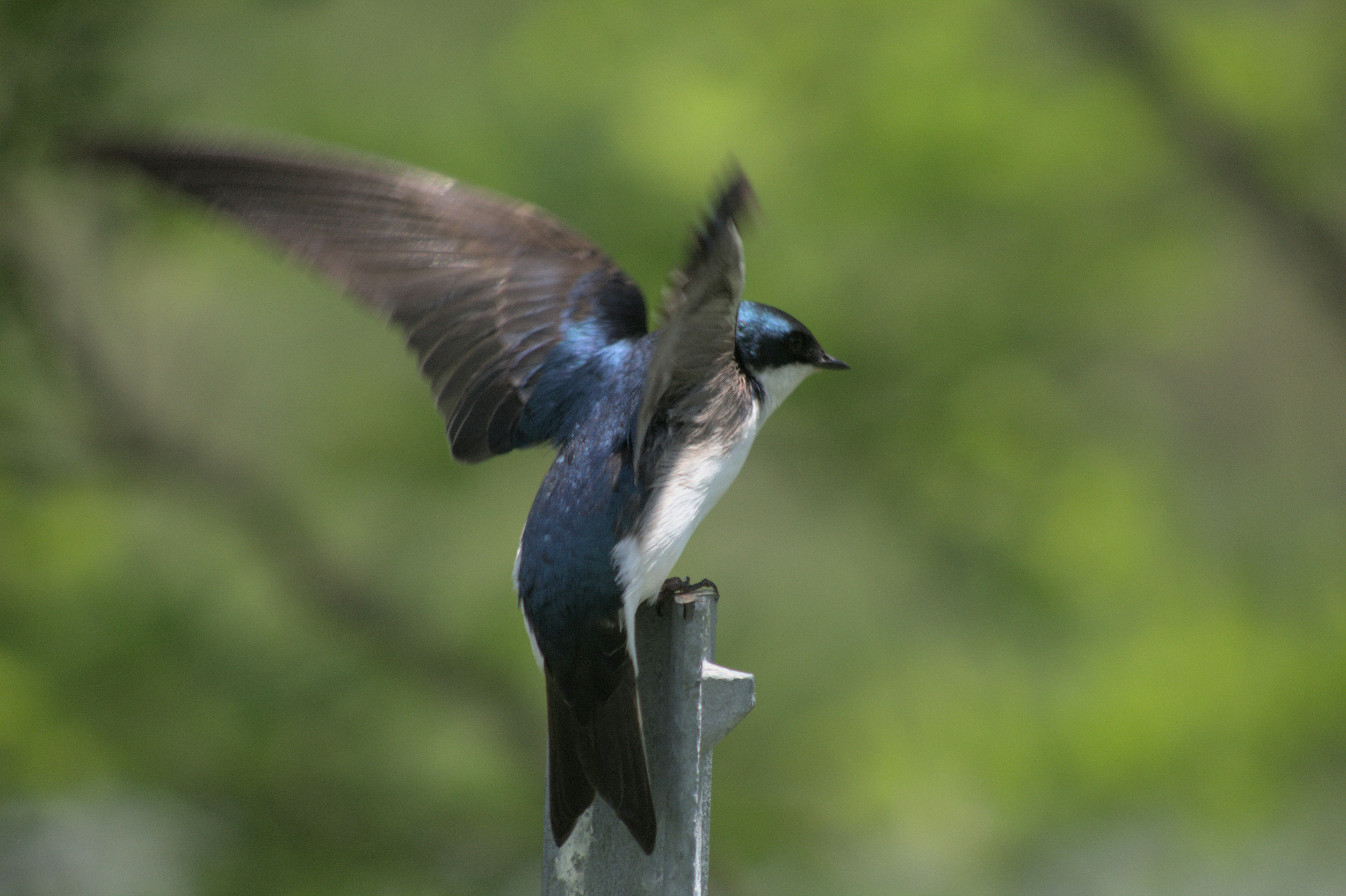 A blue and white bird flying over a wooden post photo – Free Birds ...