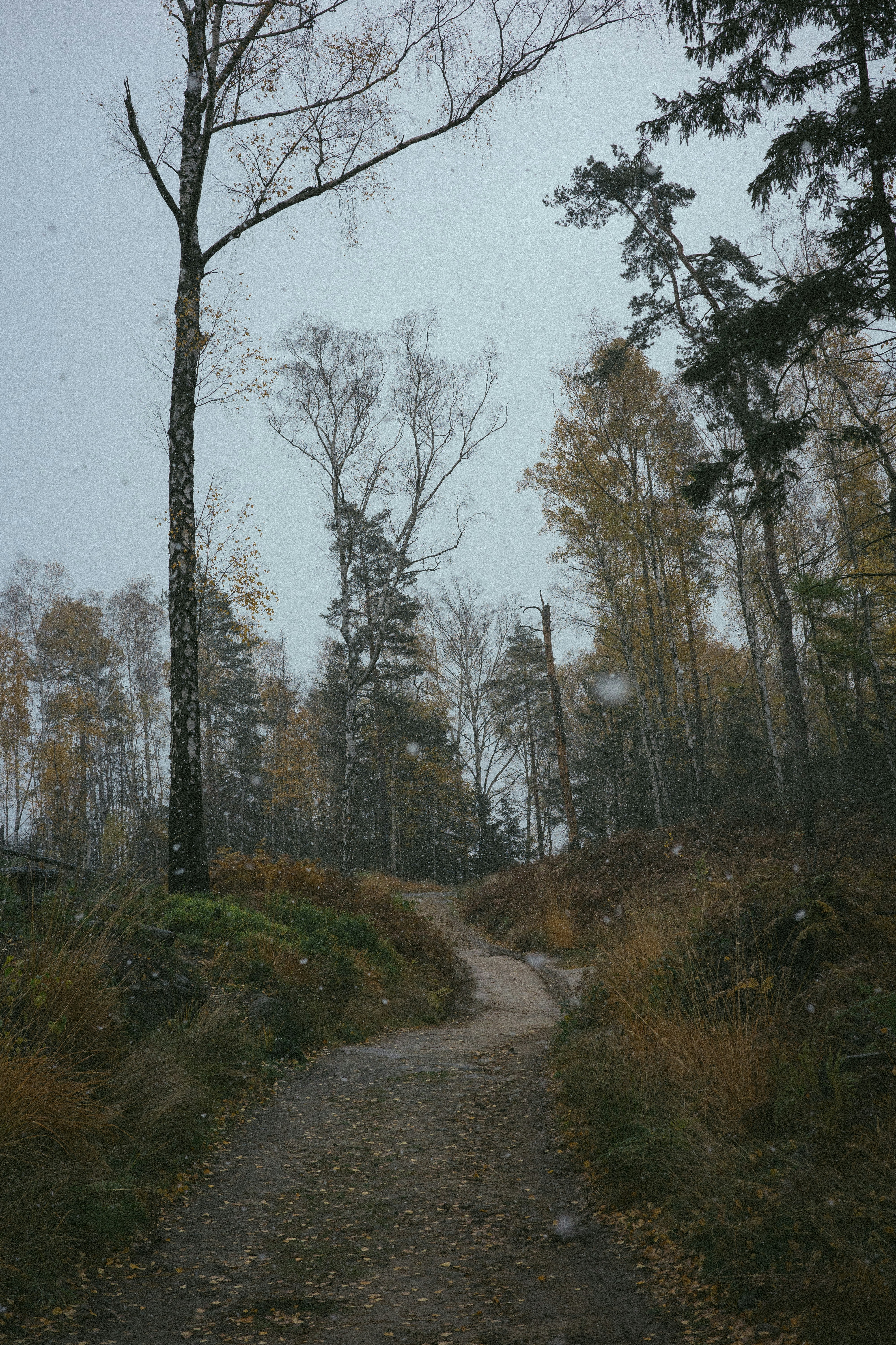 Whispering Snow on a Winding Forest Path