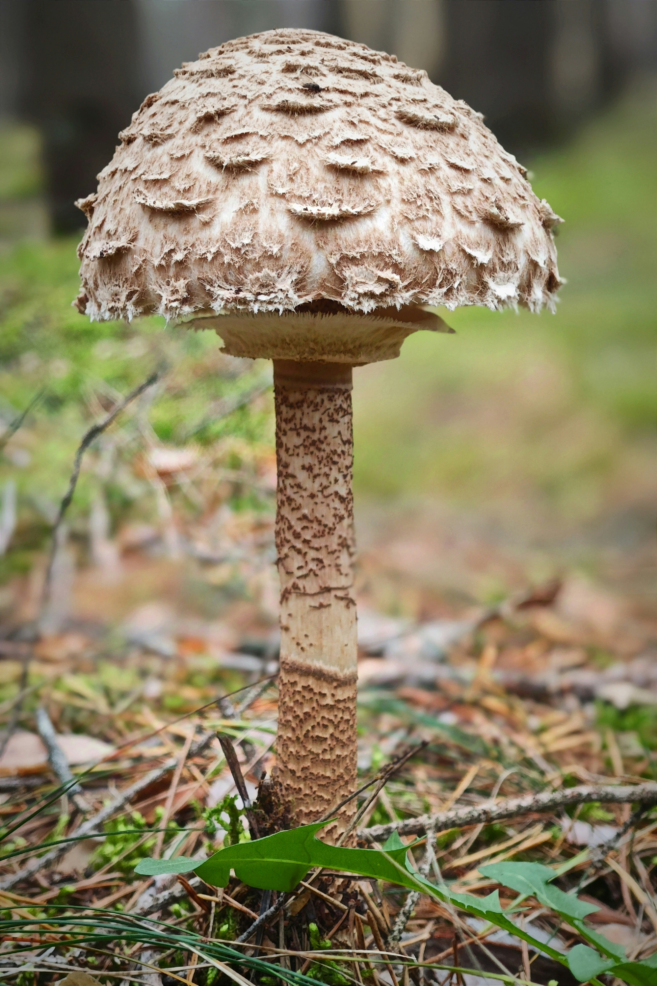 Close-up of a tall, shaggy mushroom rising from moss and pine needles in a quiet forest, with a softly blurred green background.