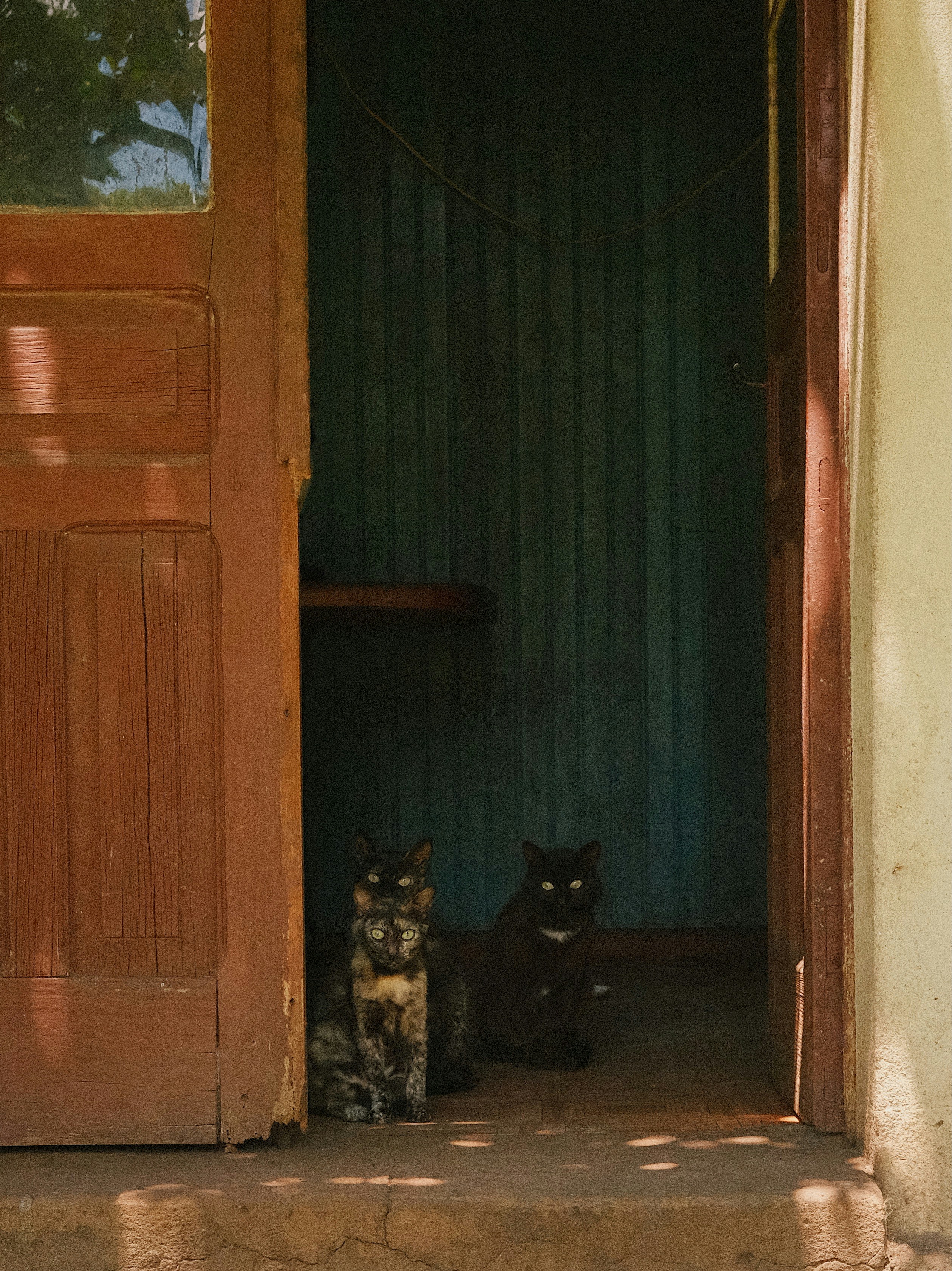 #gato #cats #gatos #animais #animals #felino #feline #pet #petlovers #gatosfofos #cute #cutecats #gatosdeinstagram #instacat #catlover #catsofinstagram #amordegato #petlove #cutekittens #unsplash #companheiroanimal #catlife #meow #gatinhos #kitten #sleepycat #kittylove #adorable #catoftheday #rescuecat #happycat #adopt