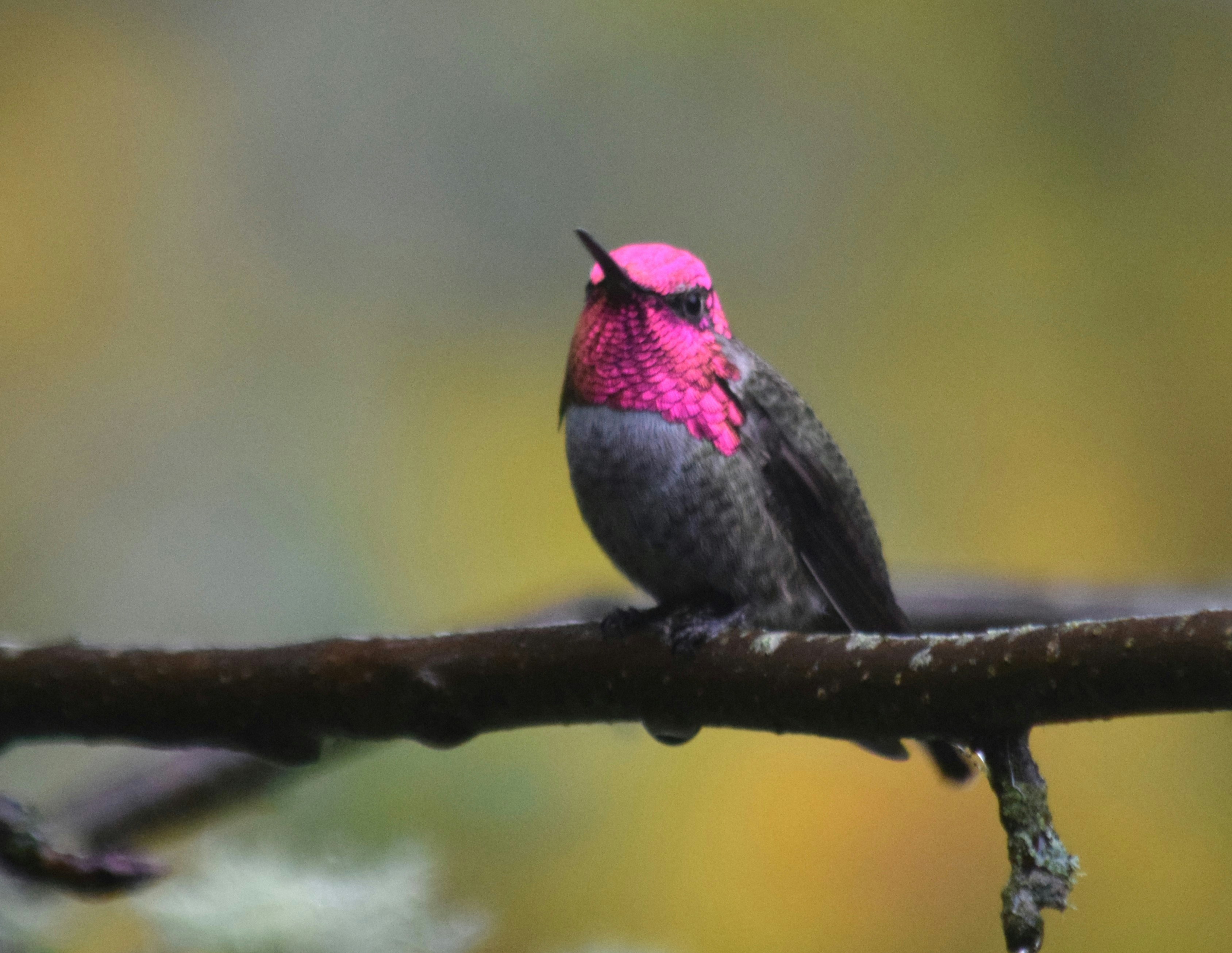 Magenta Gorget on a Mossy Perch: A Hummingbird Portrait