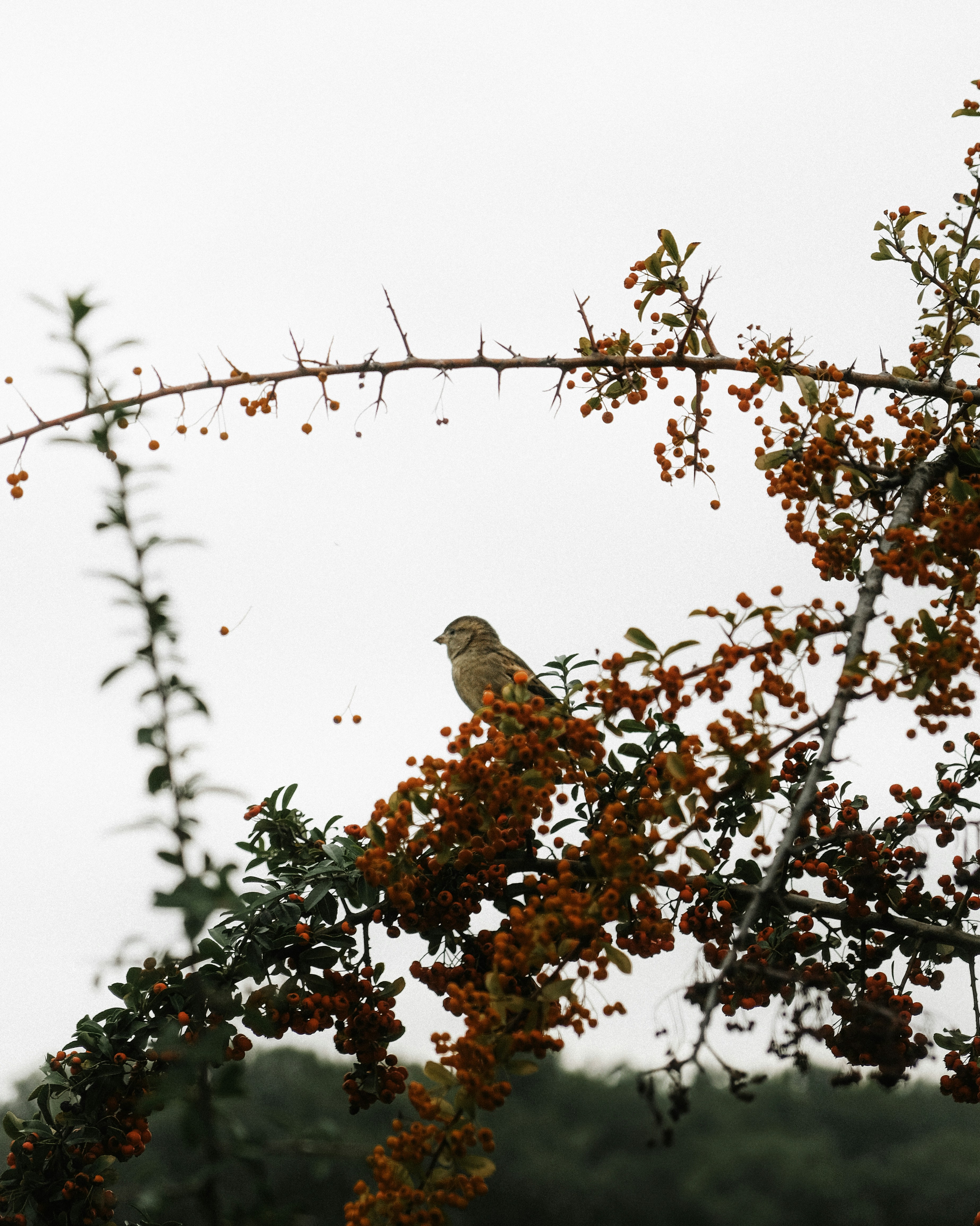 Branchbound: A Small Finch Among Autumn Orange Berries Under a Pale Sky