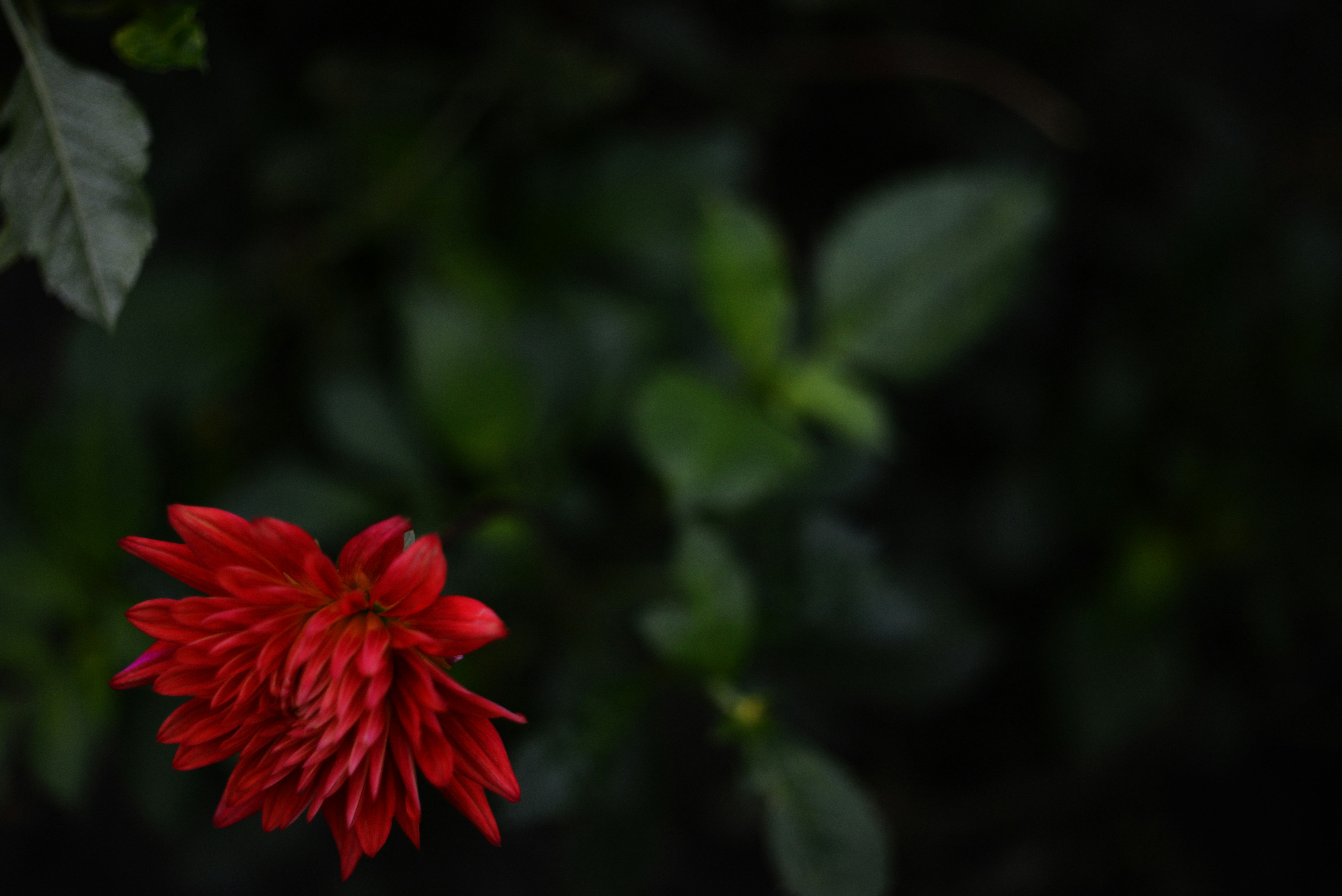 Photo by Liana S with Nikon D600