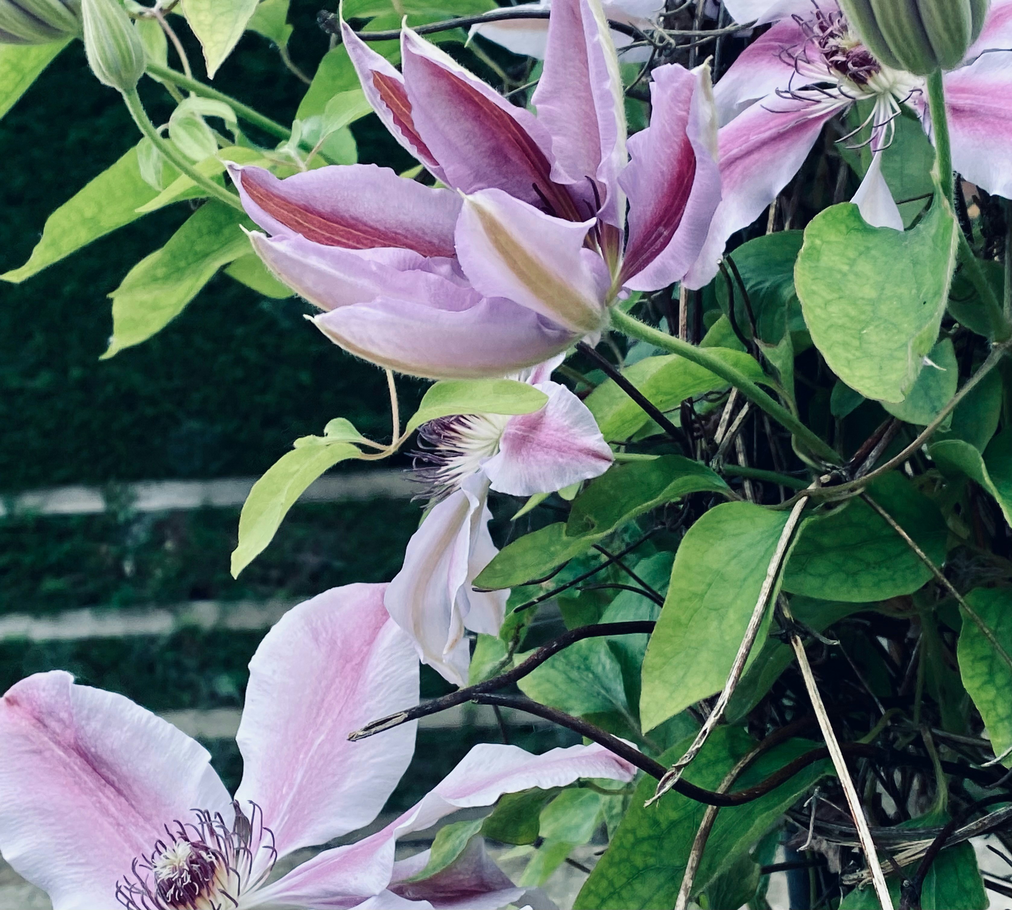 Whispers of Spring: A Floral Embrace