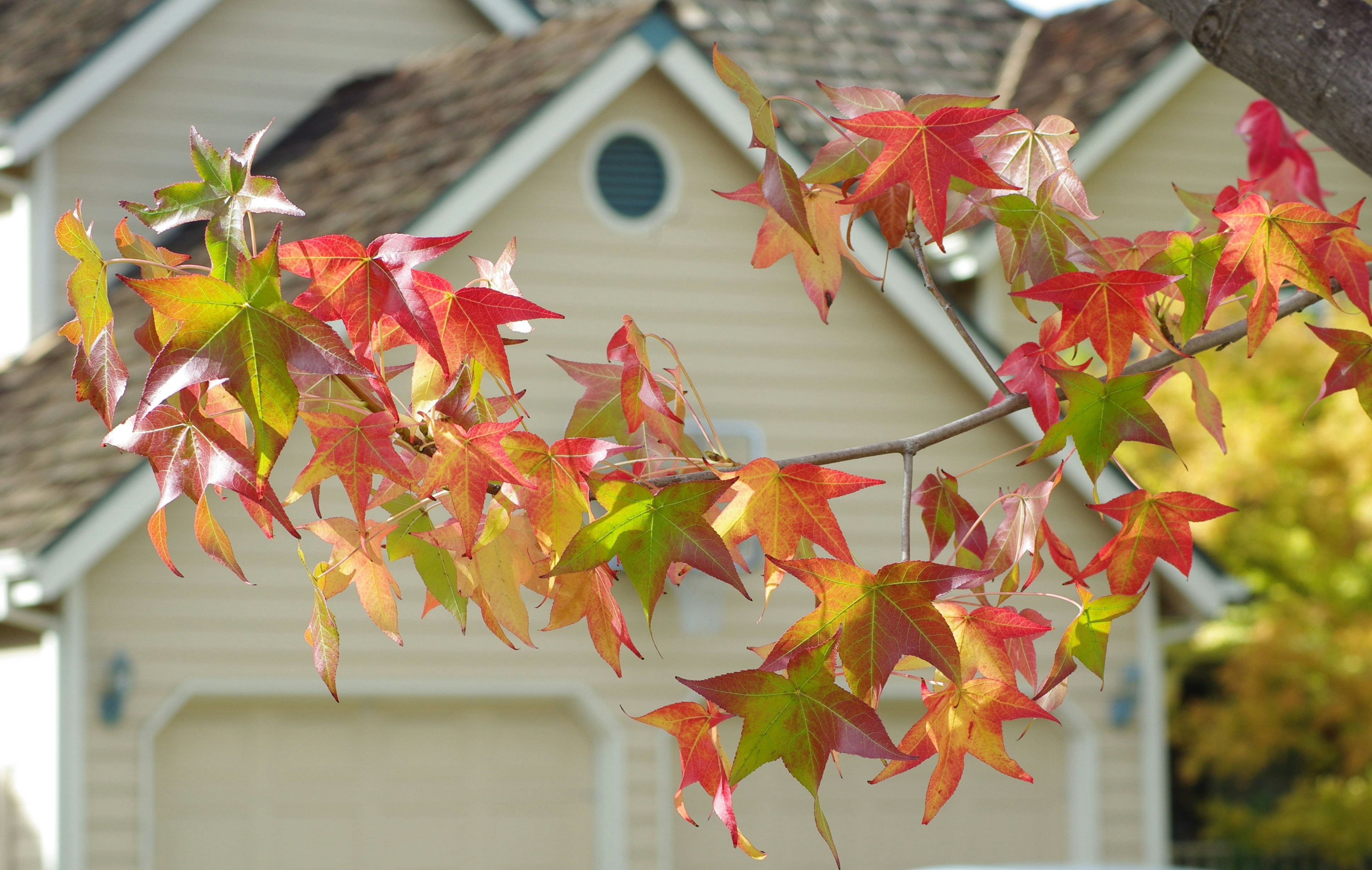 Close-up photograph of red-orange maple leaves in autumn foreground with a softly blurred suburban house in the background.