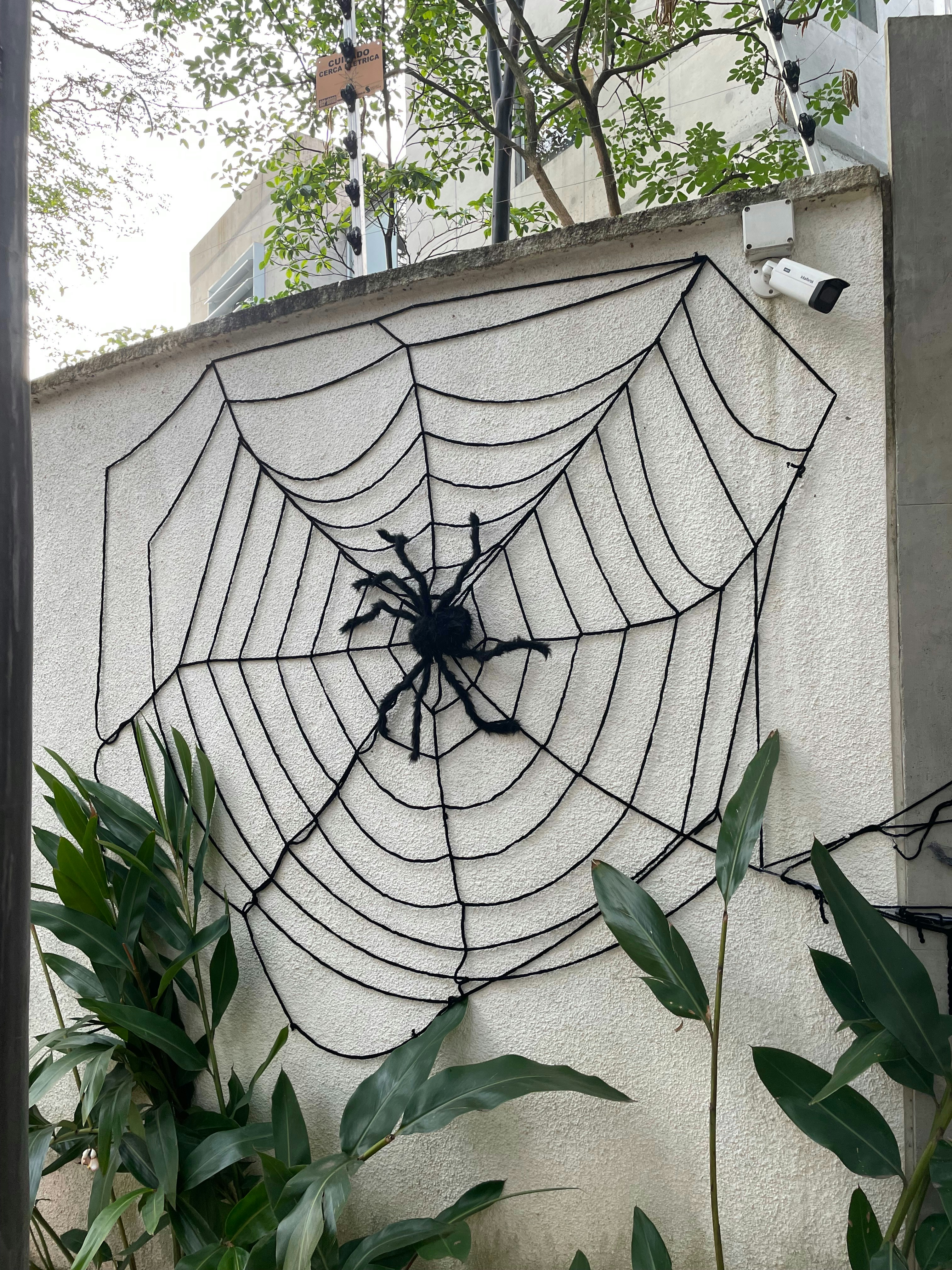 A spider web hanging on the side of a building photo – Free Animal Image on Unsplash