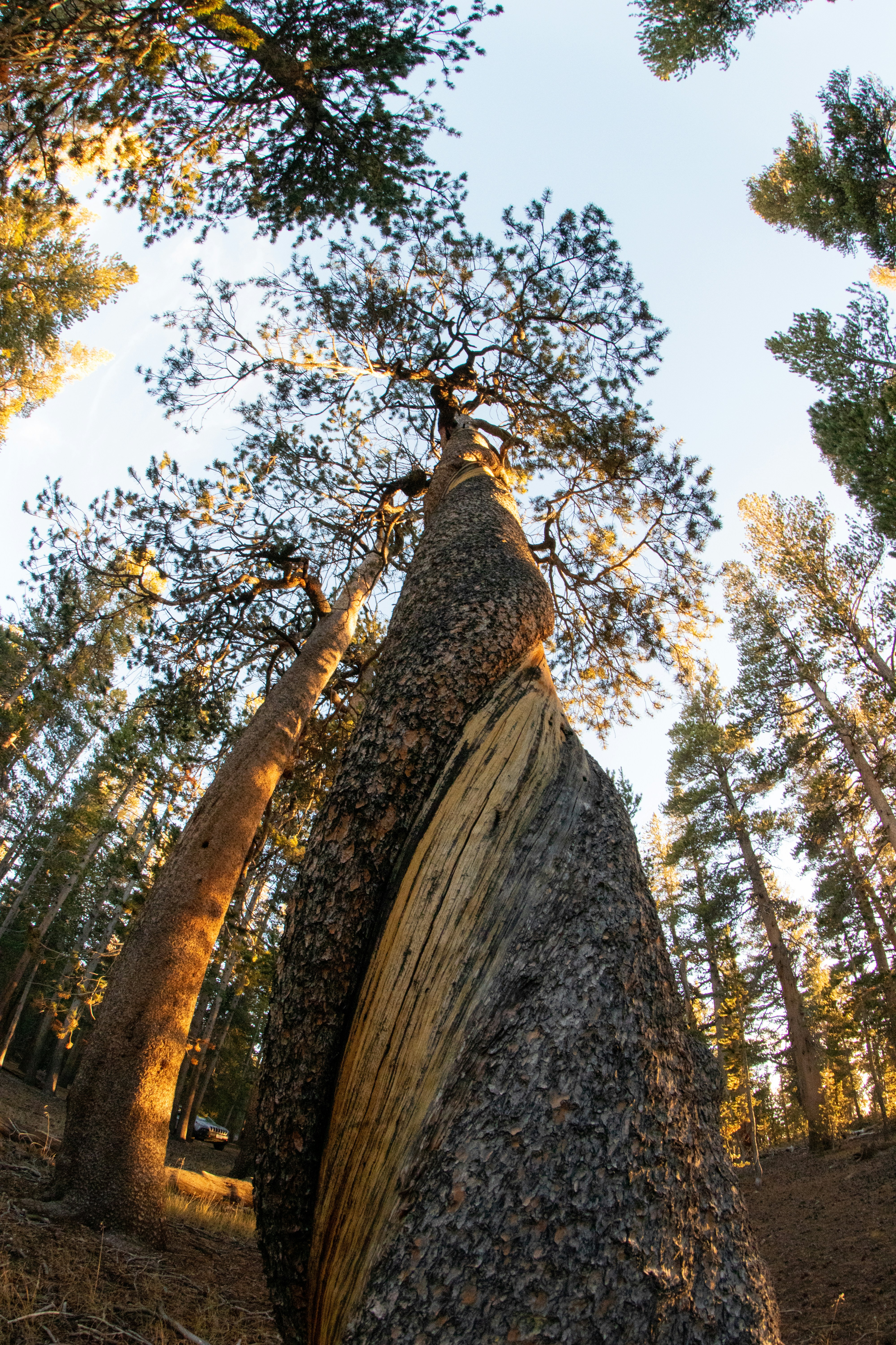 Tall Cedar Sentinel Reaching Toward the Sky