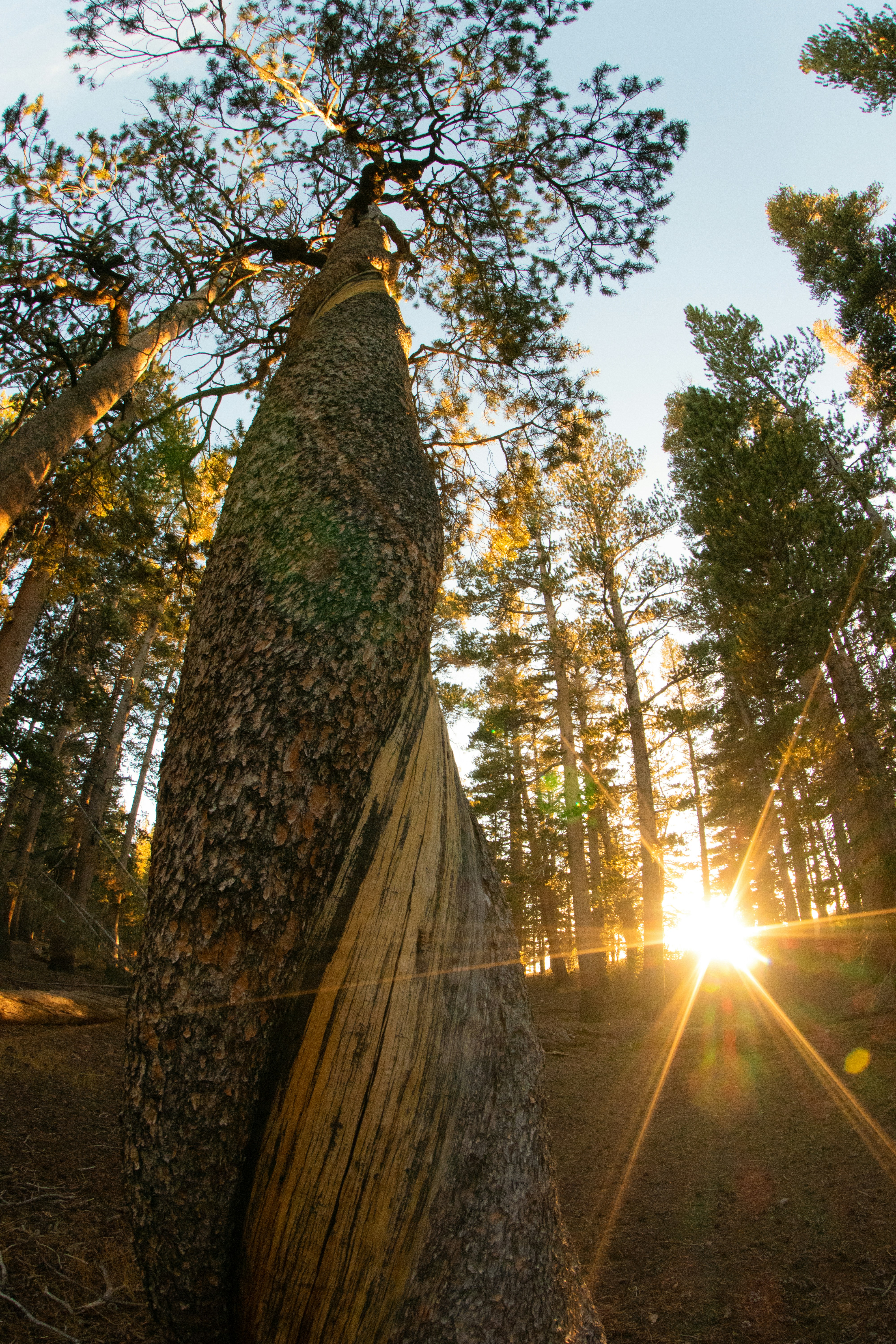 Towering Pine Beneath a Backlit Forest Sunset