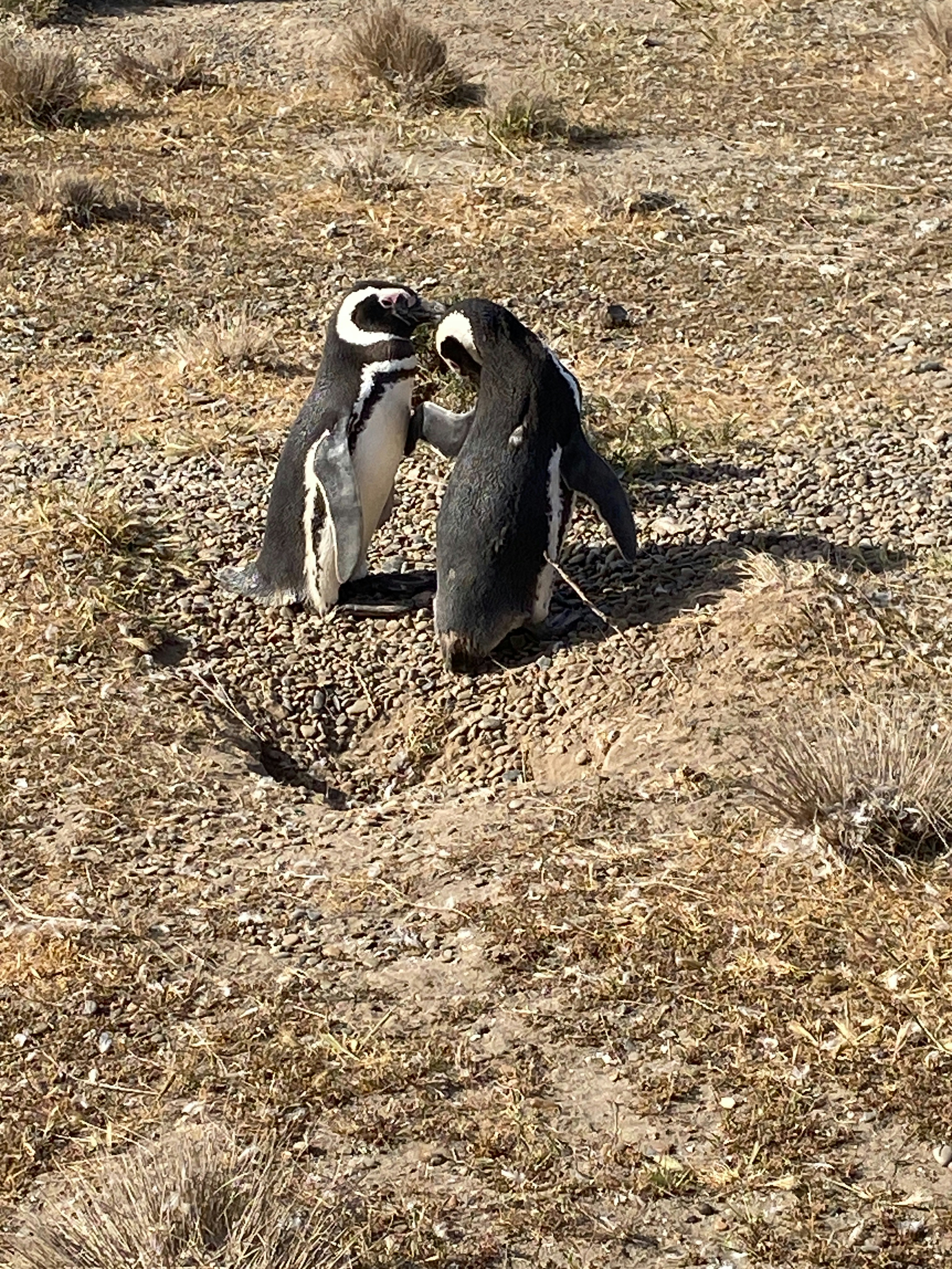 Desert Duet: Two penguins face off on a sunlit scrubland