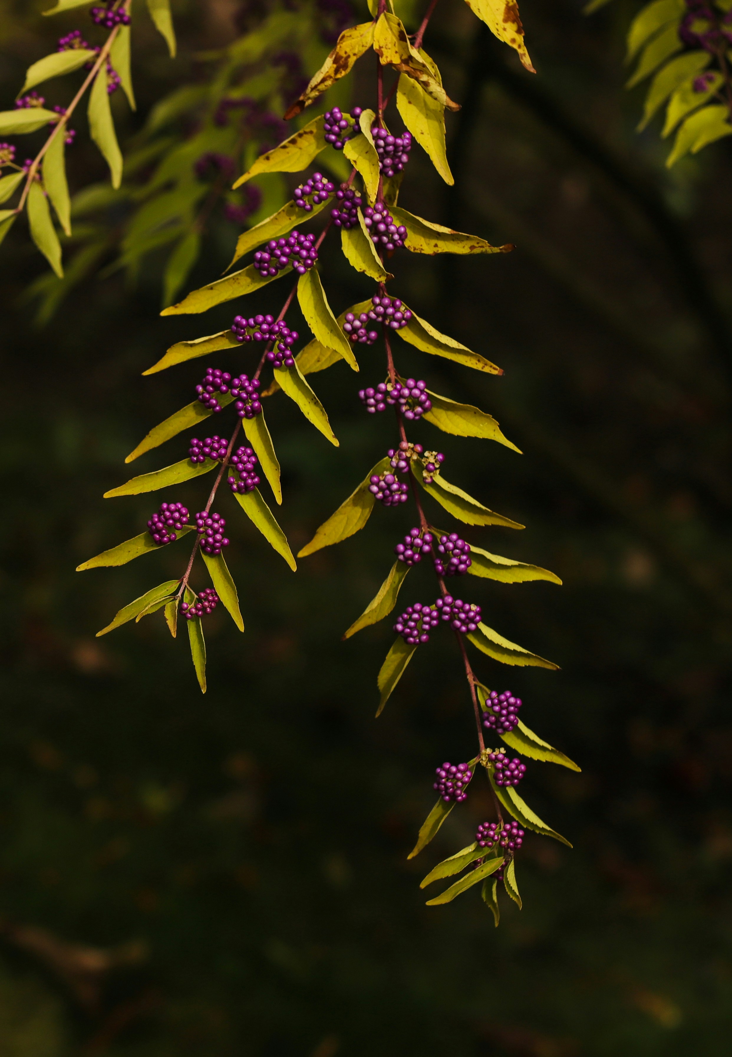 Golden Leaves, Purple Orbs: A Hanging Sprig in Autumn Light