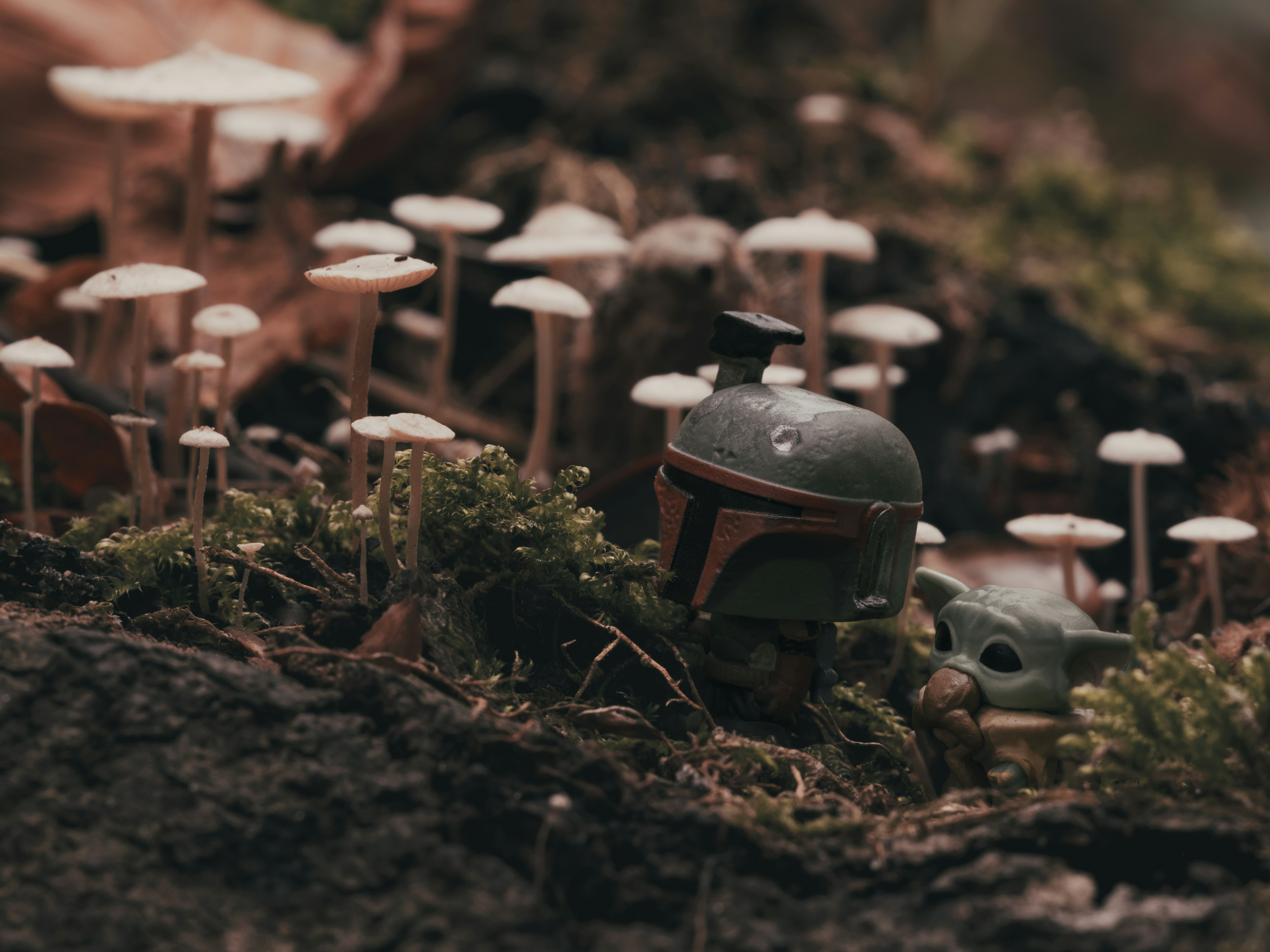 Tiny Boba Fett Stands Sentinel on a Mossy Mushroom Ridge
