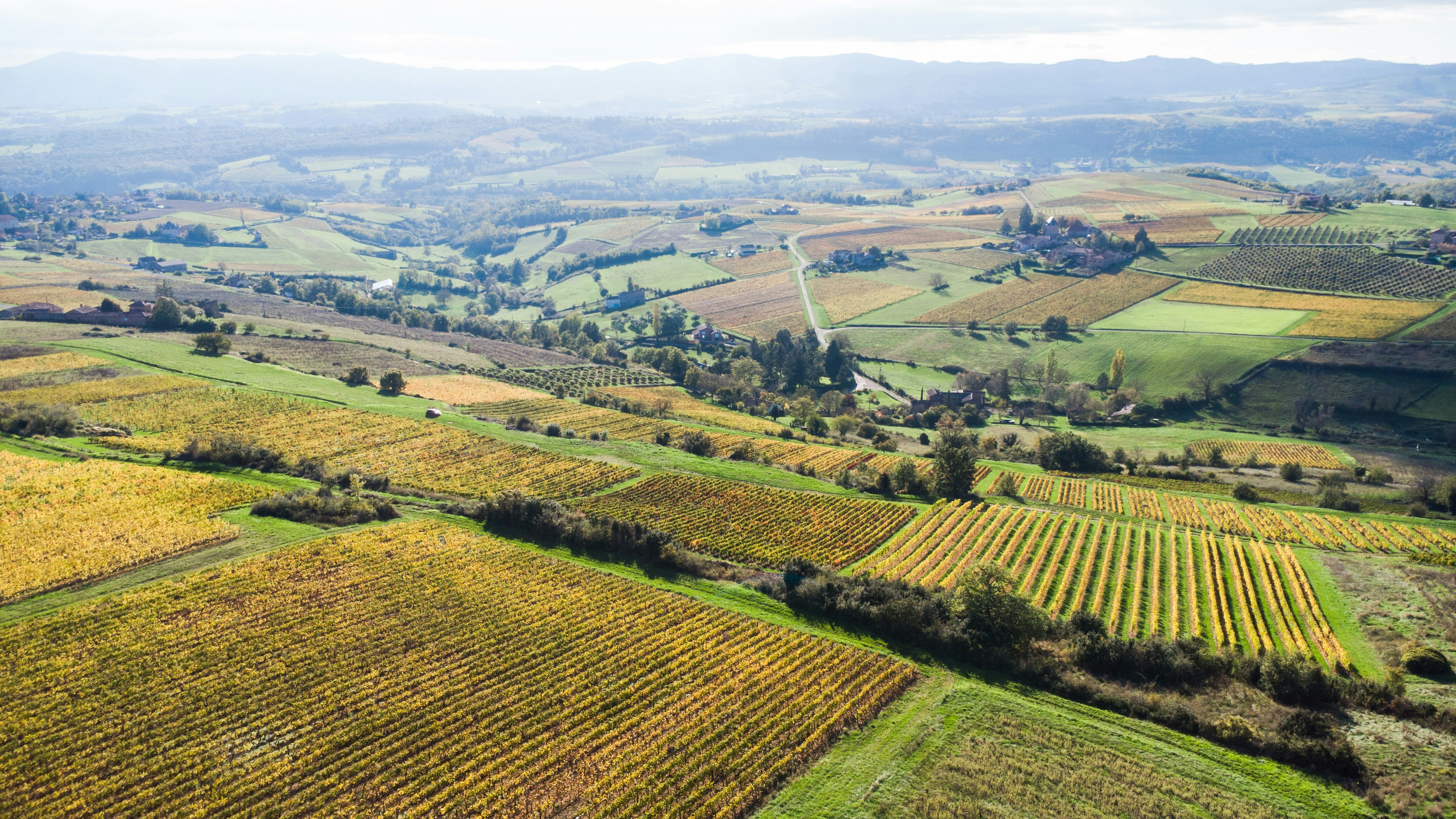 Aerial view of rolling fields with vibrant patches of autumn colors under a soft, cloudy sky.
