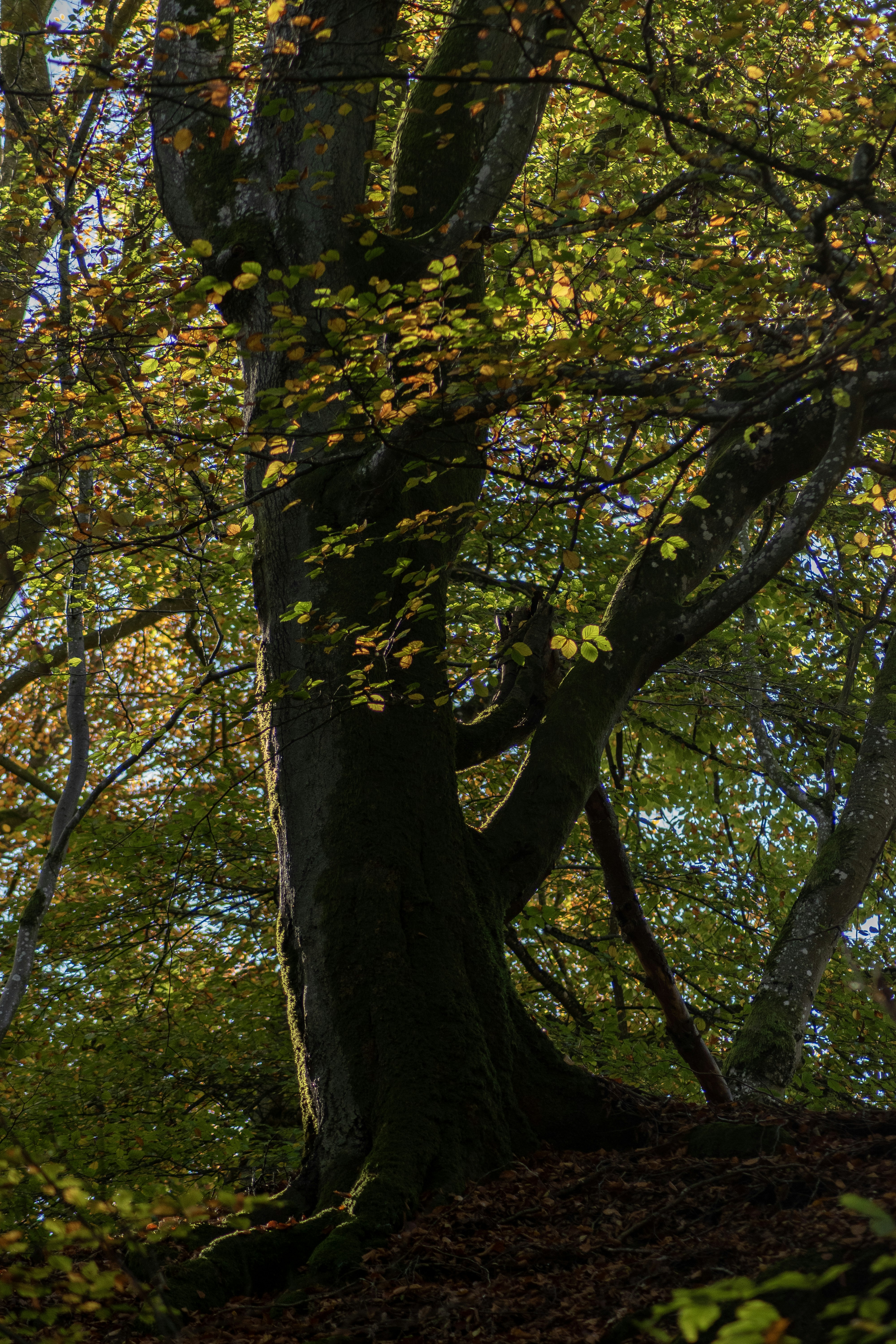 Sunlight filters through autumn leaves on a towering tree in a forest.