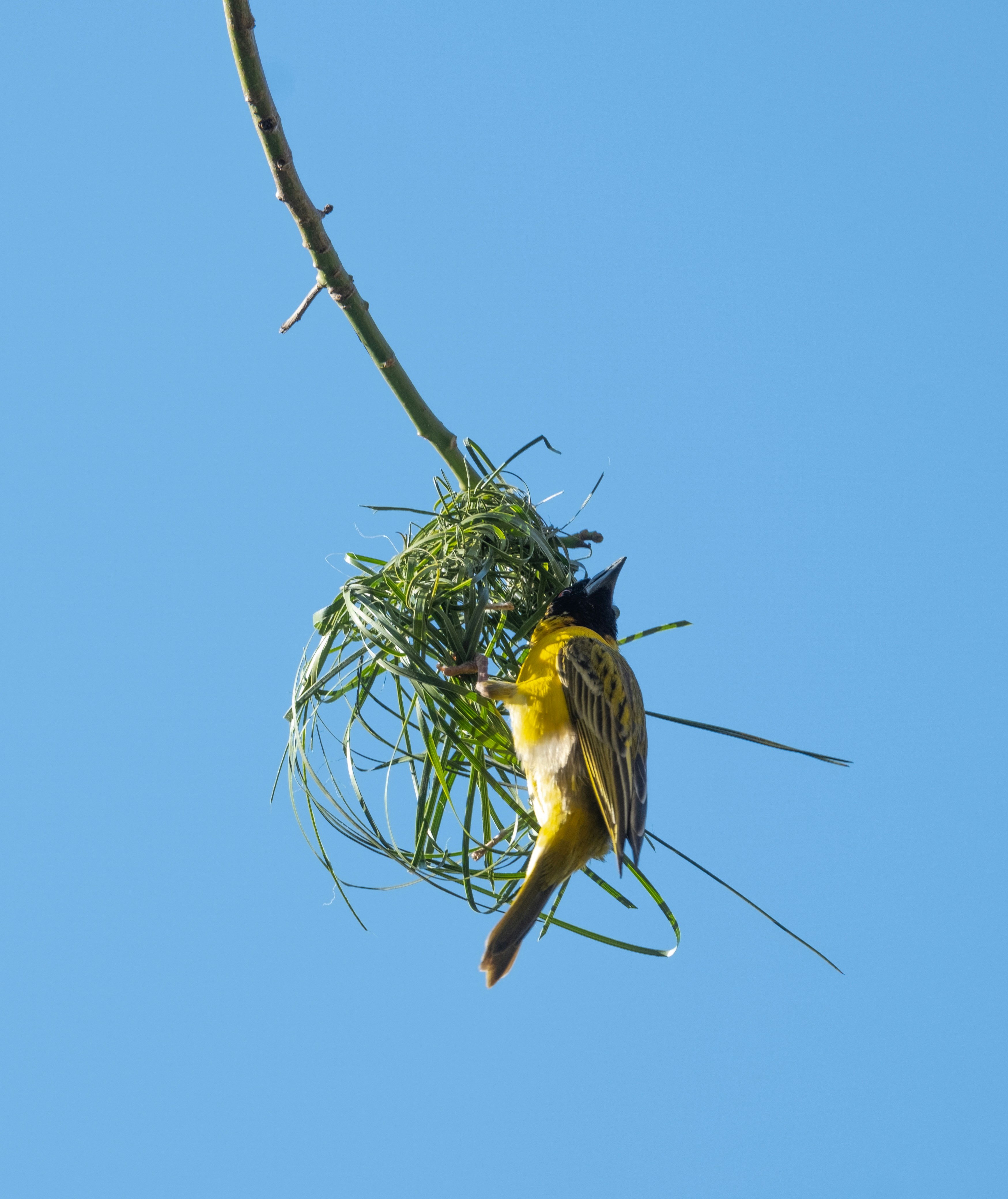 Goldfinch on a Grass Nest Against a Sapphire Sky