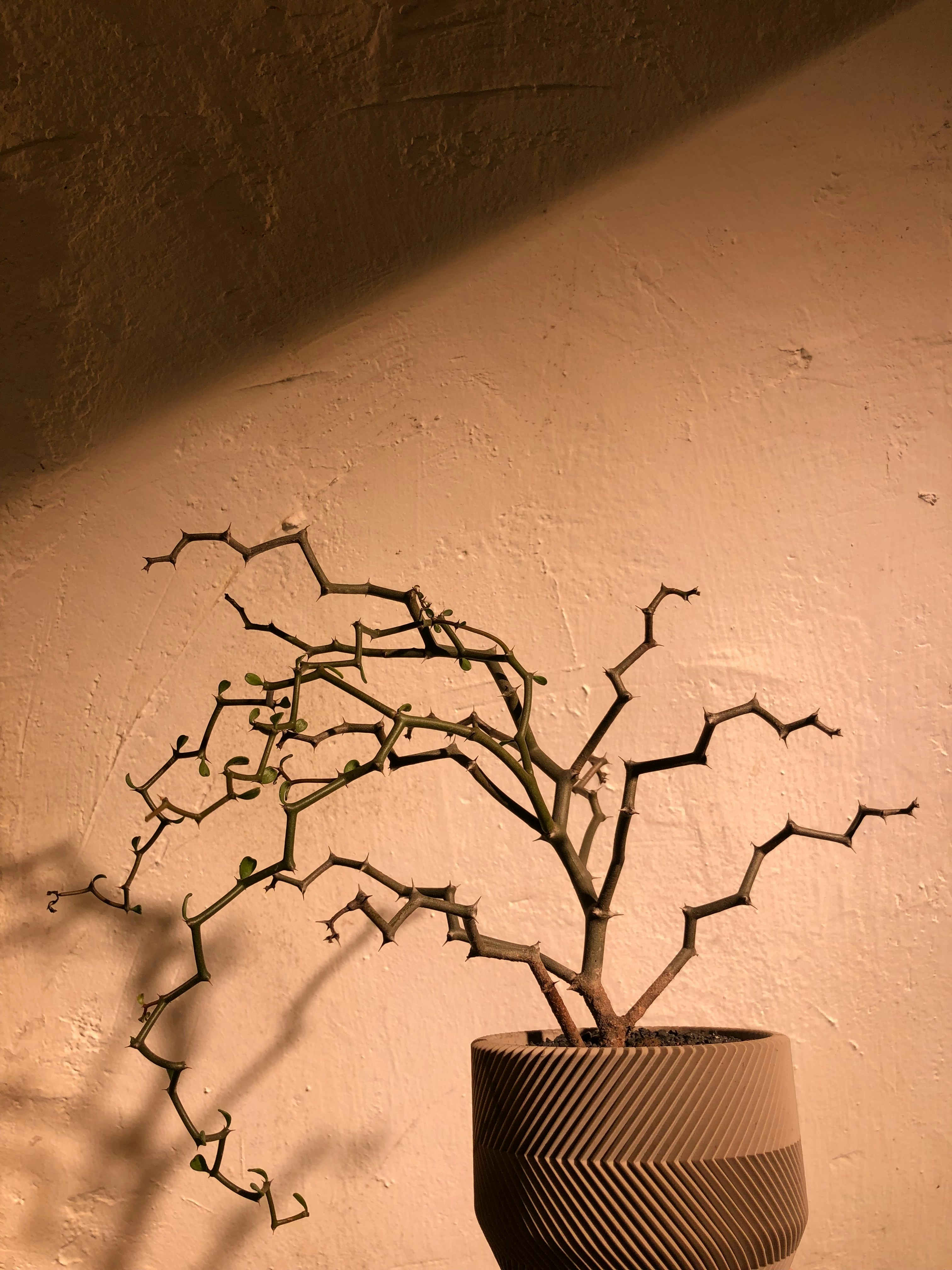 Dracaena madagasgariensis