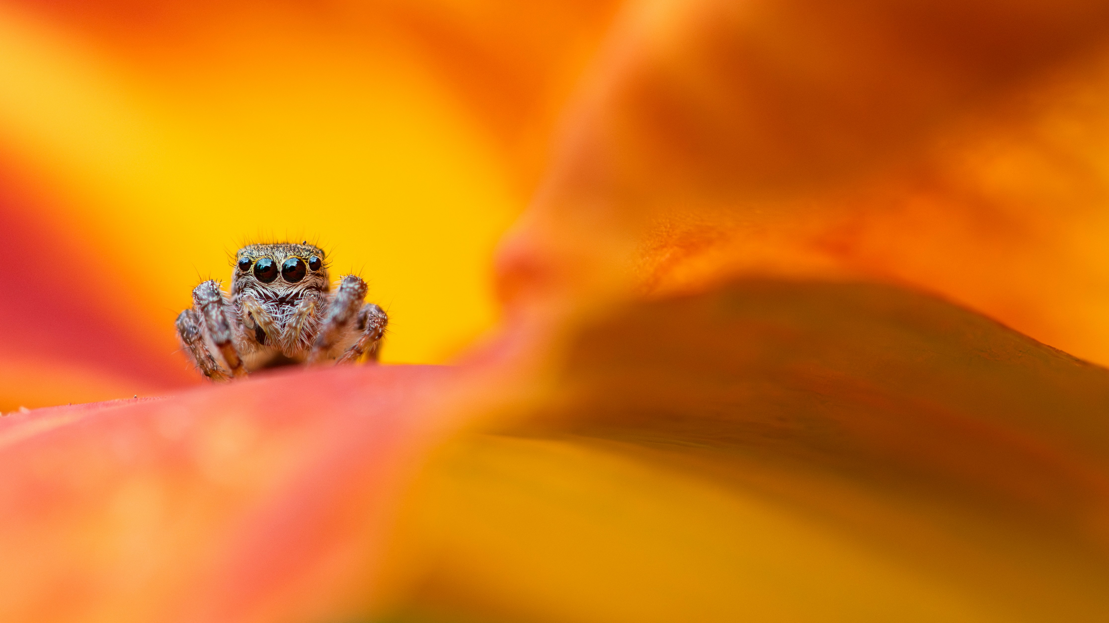 Jumping Spider in a Ditch Lily Please tag @hynesightt on Instagram for credit, thank you :)