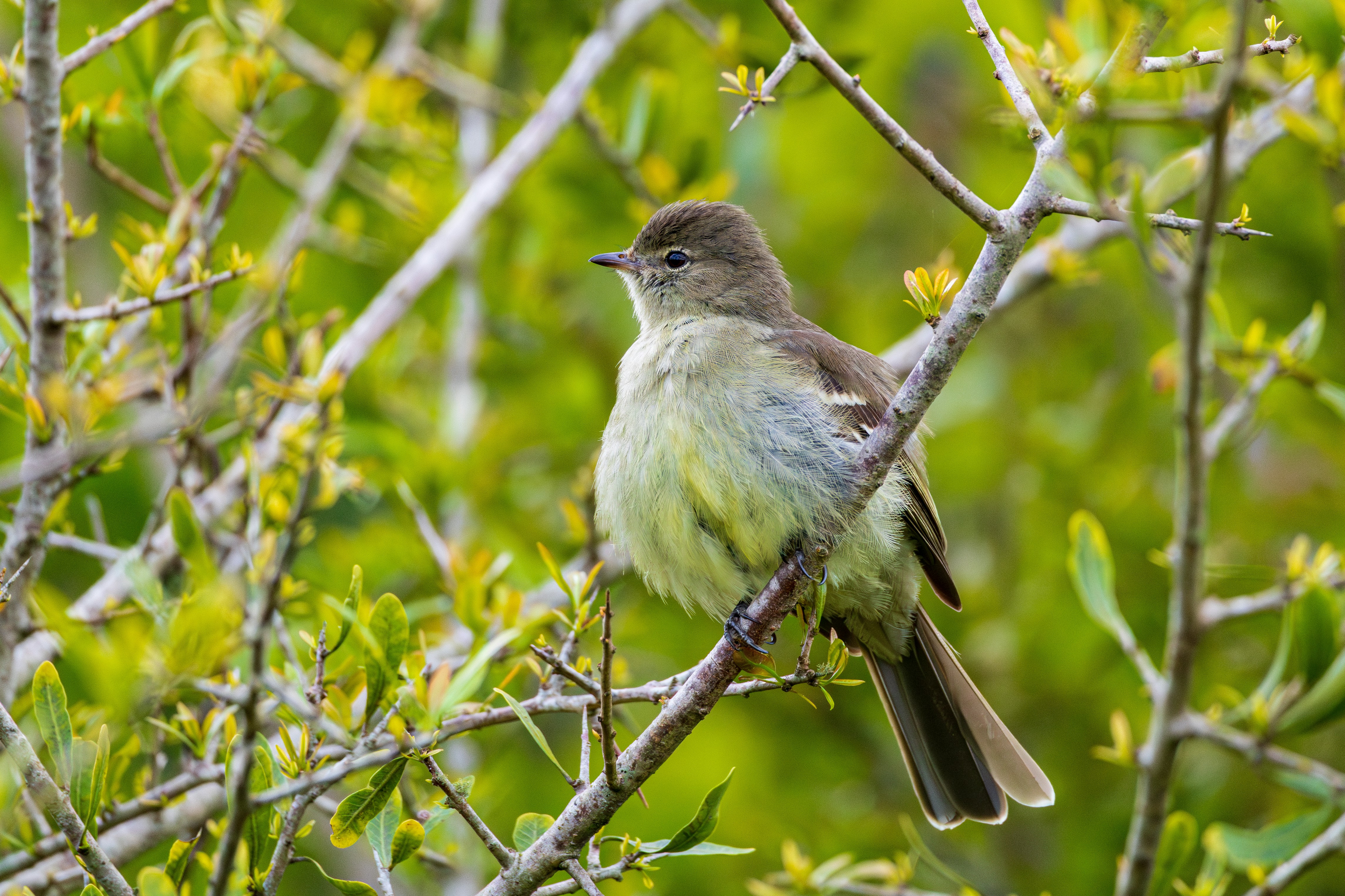 A small bird perched on a branch of a tree photo – Free Animal Image on ...