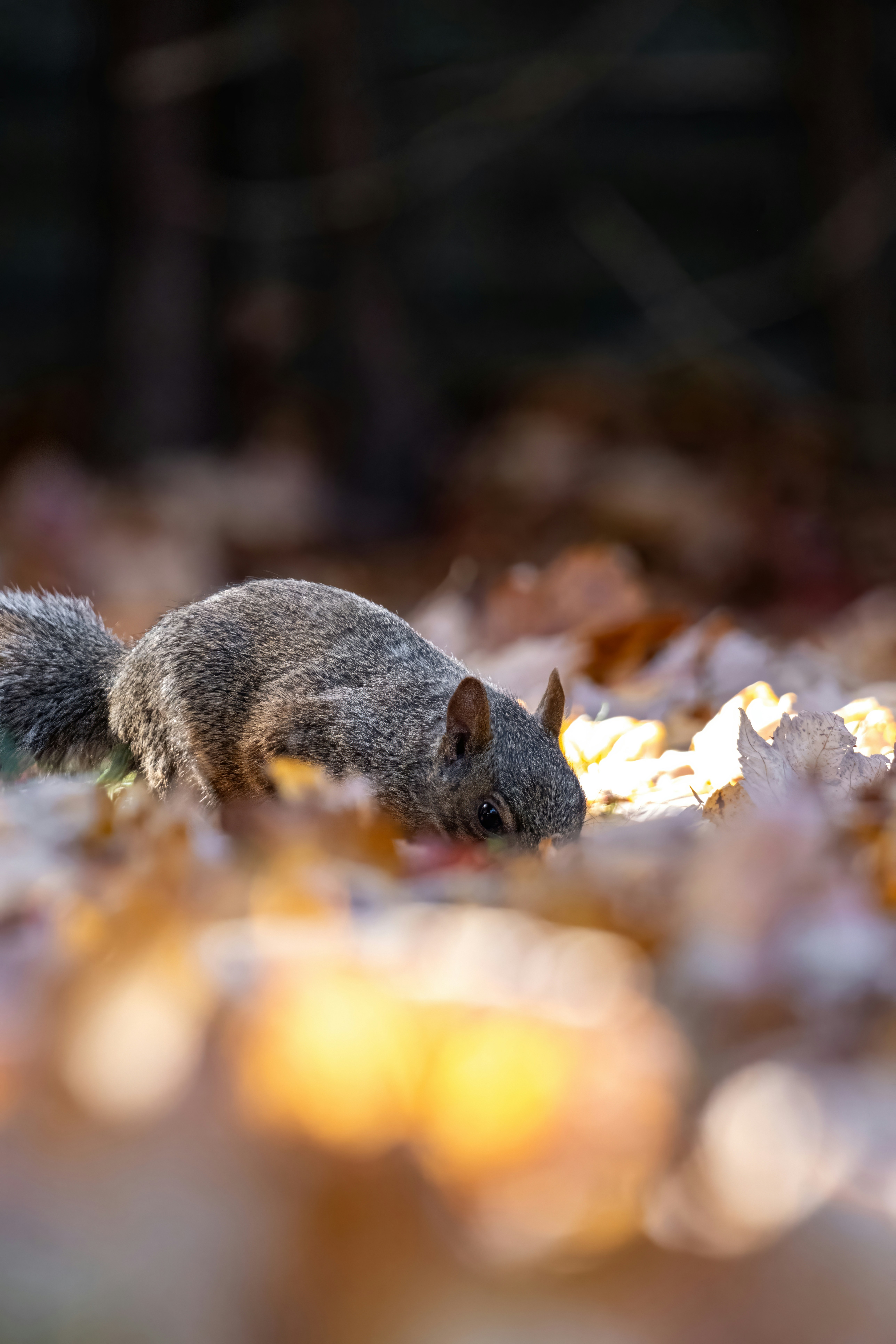 Autumn's Forager: A Squirrel's Quest