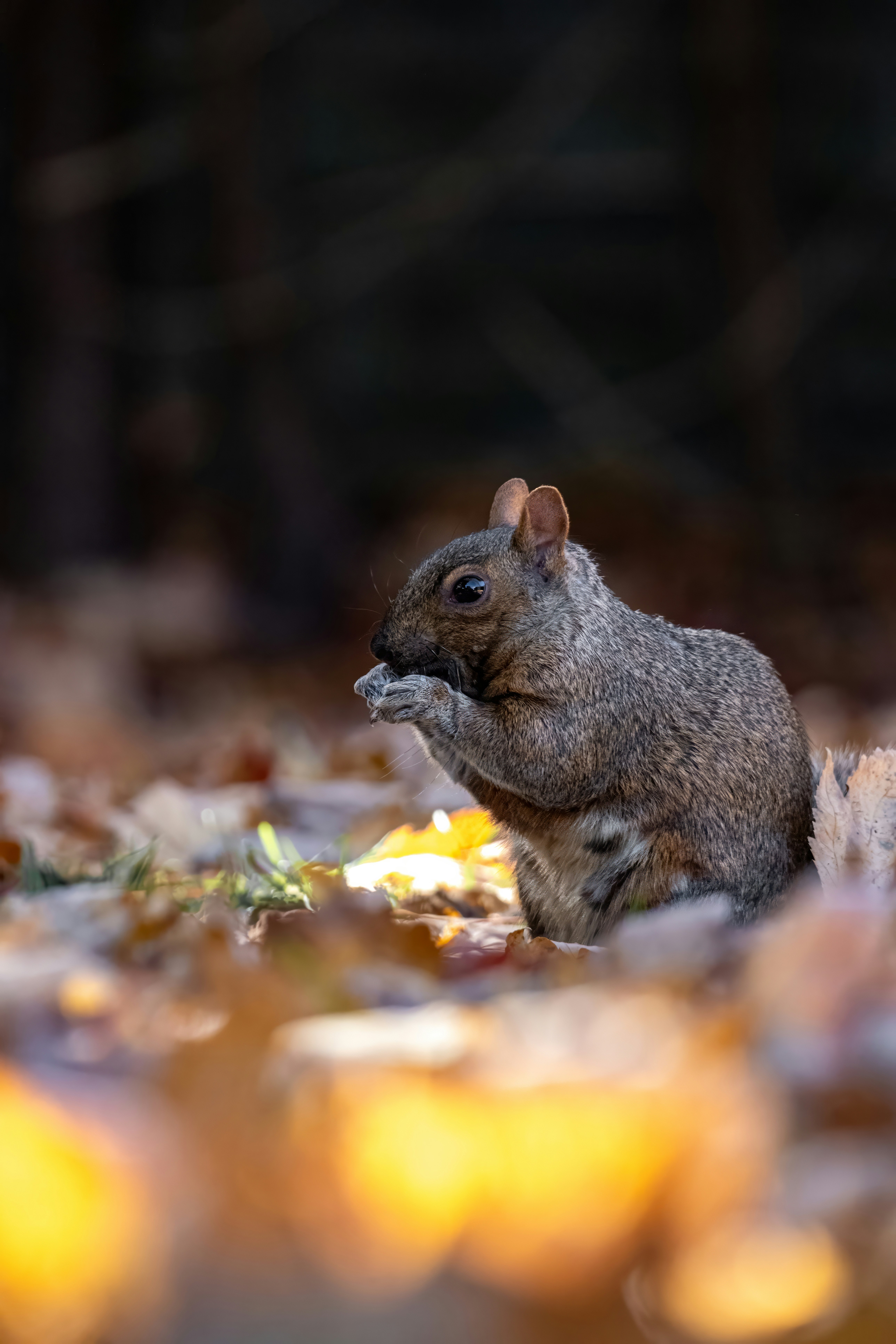 Autumn Nibbler: Squirrel Pauses Among Sunlit Leaves
