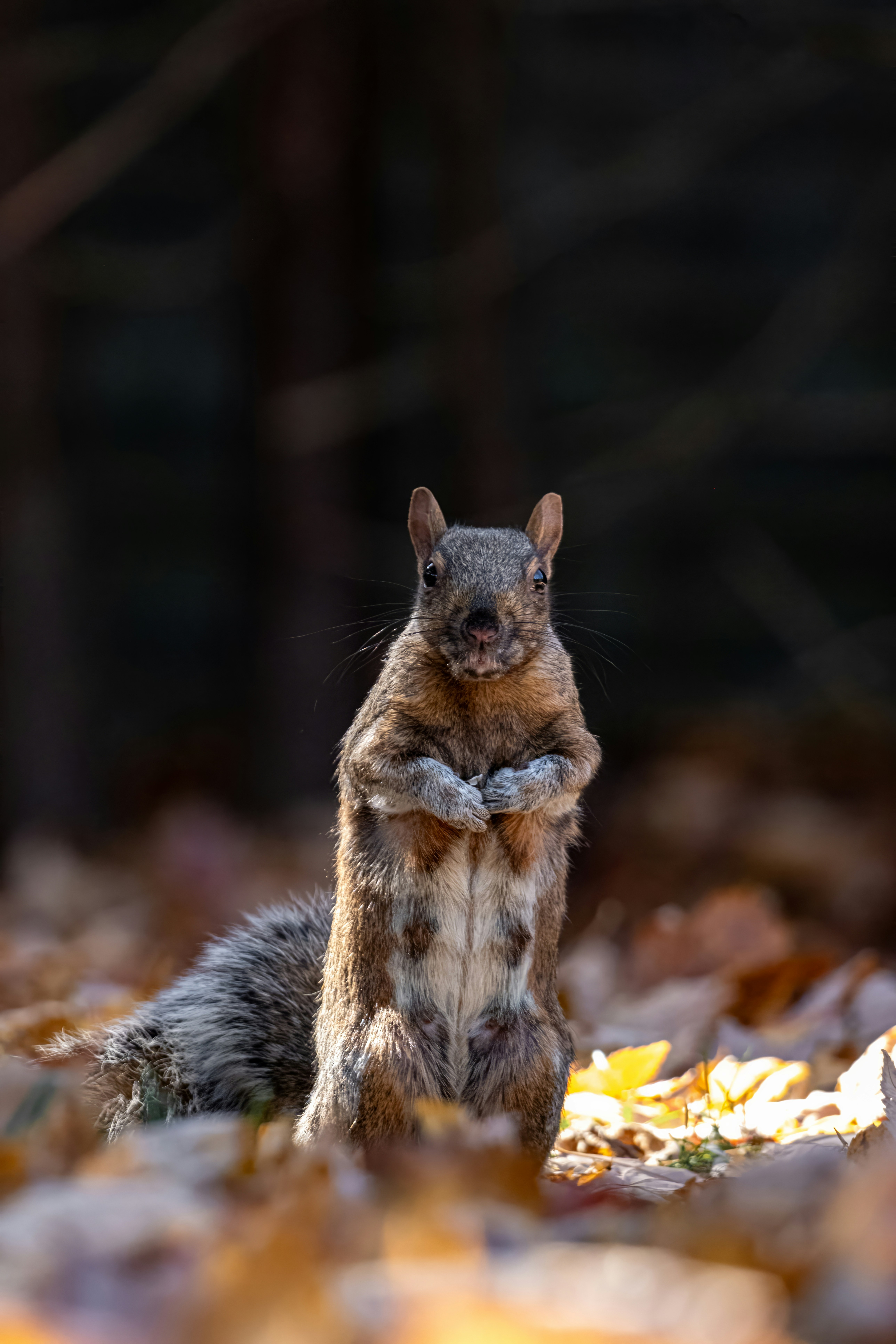 Autumn Sentinel: A Squirrel Upright Among Leaf Litter