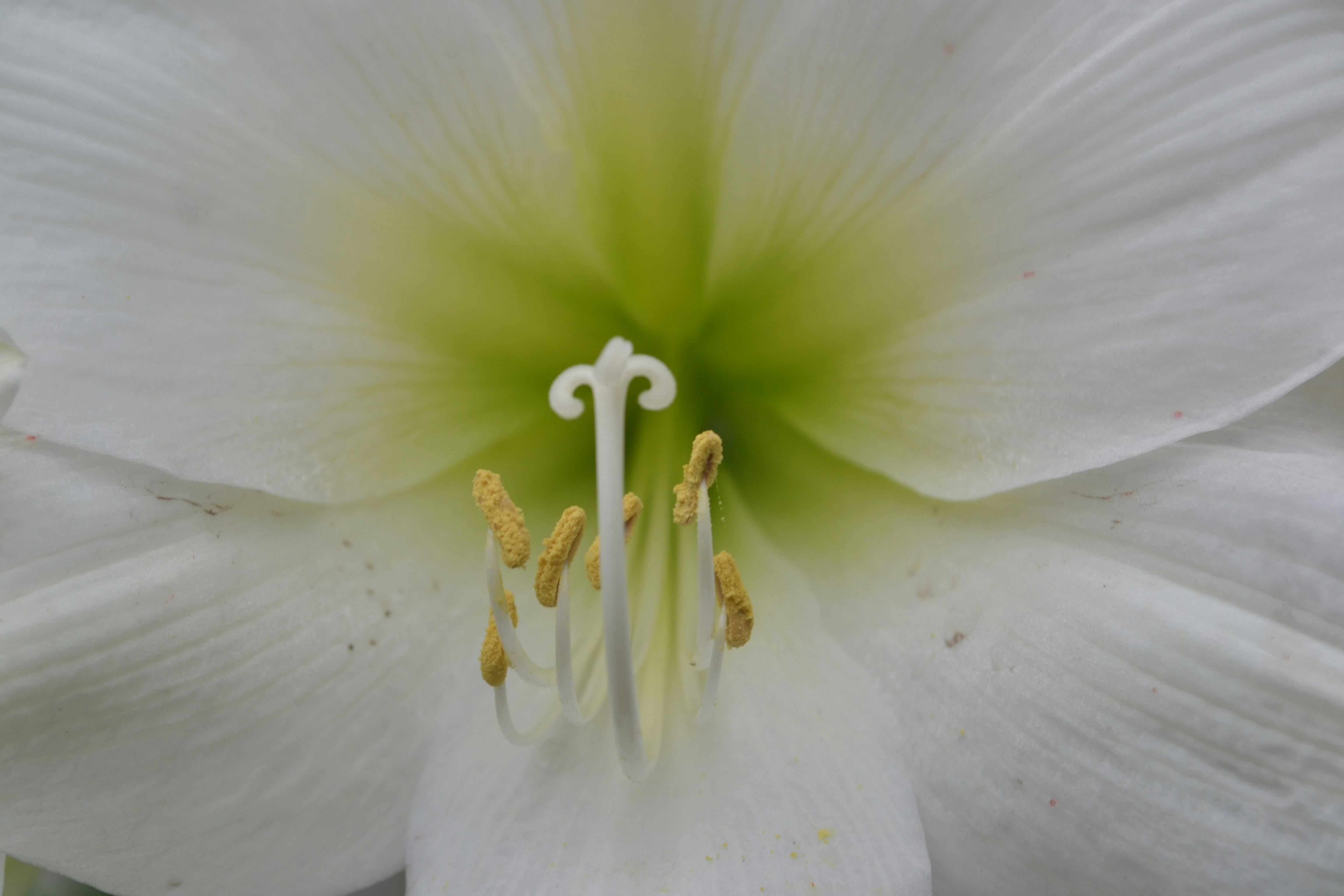 Photo of a white flower.