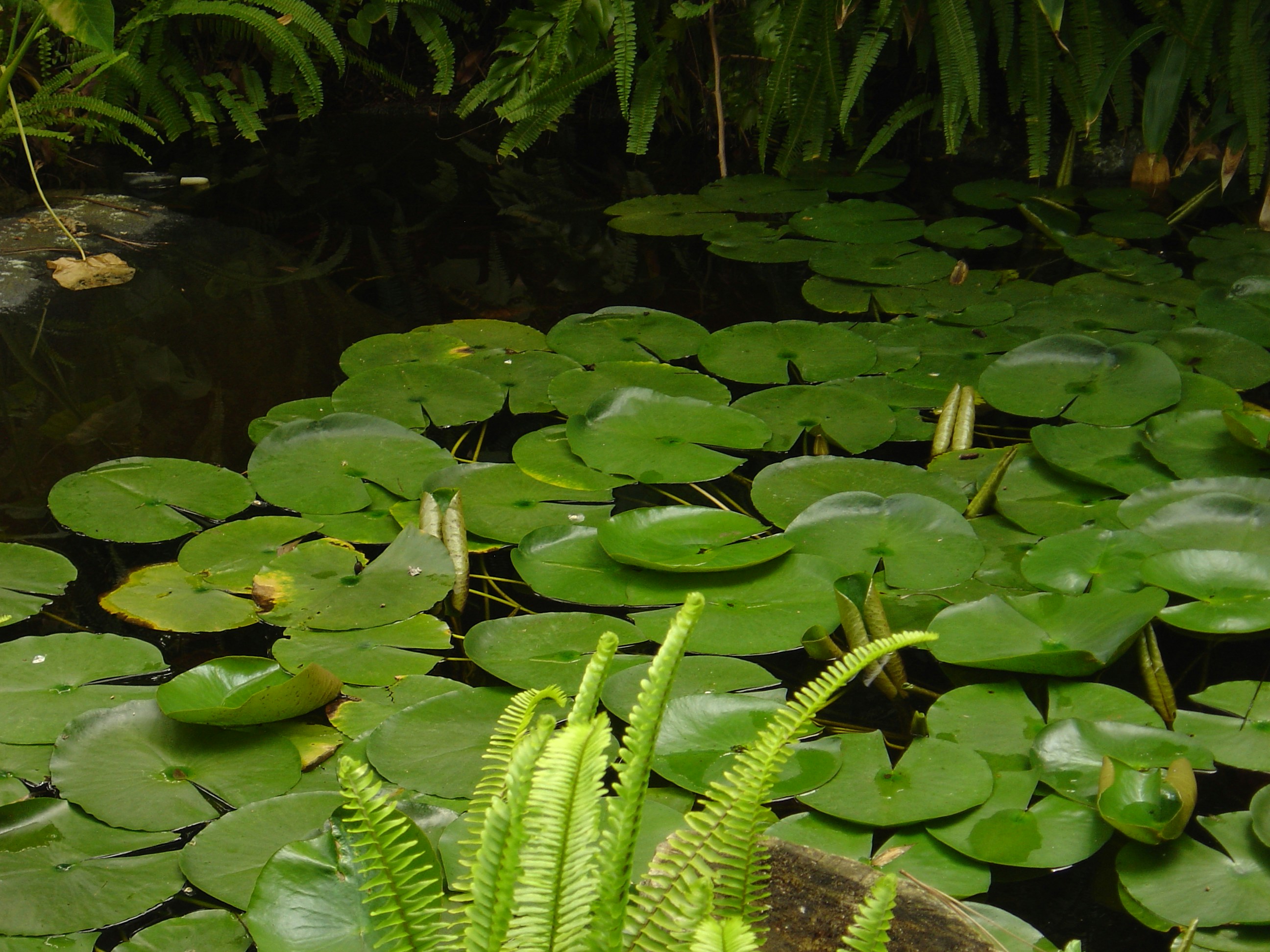 Ponds Pictures | Download Free Images on Unsplash