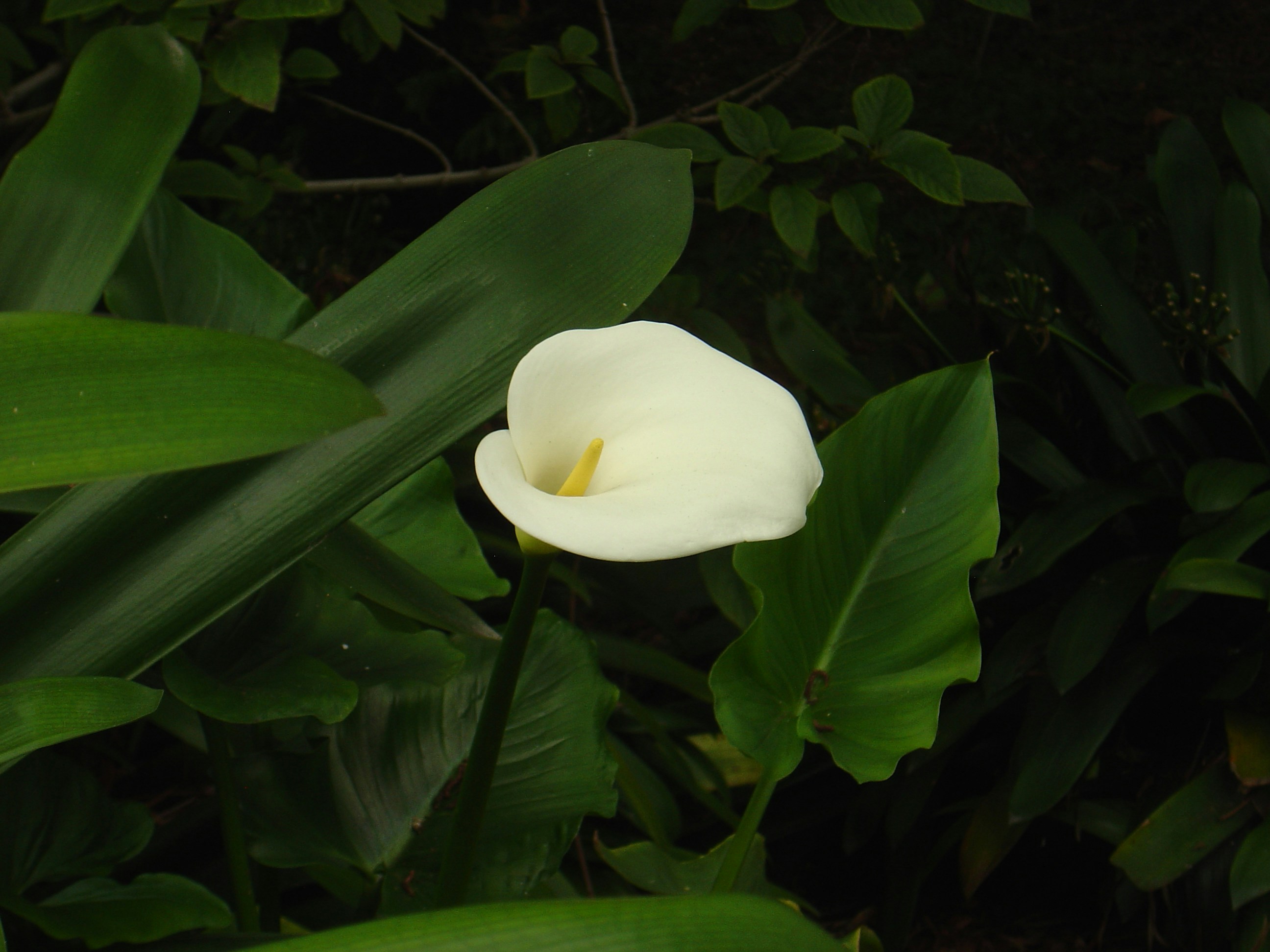 The Lone Calla: A White Bloom Against Dense Green Foliage