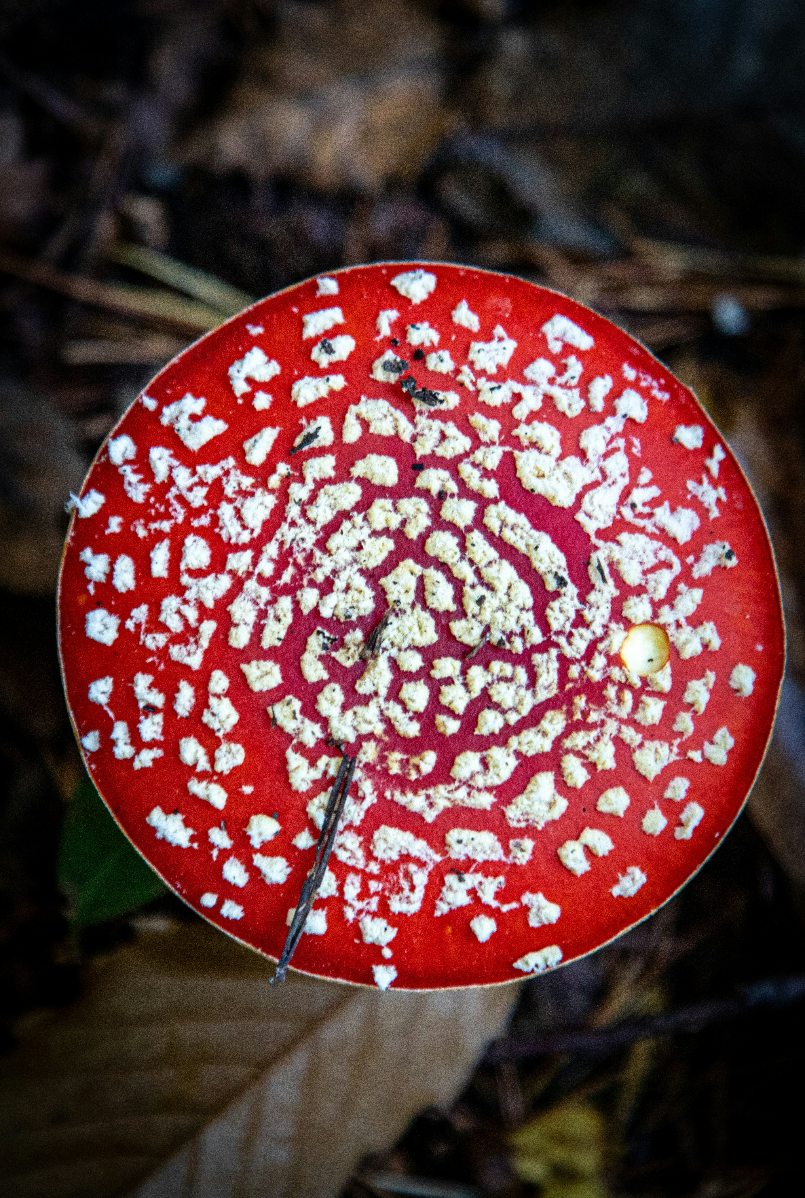 Photo by Bernd 📷 Dittrich with Canon EOS 6D Mark II