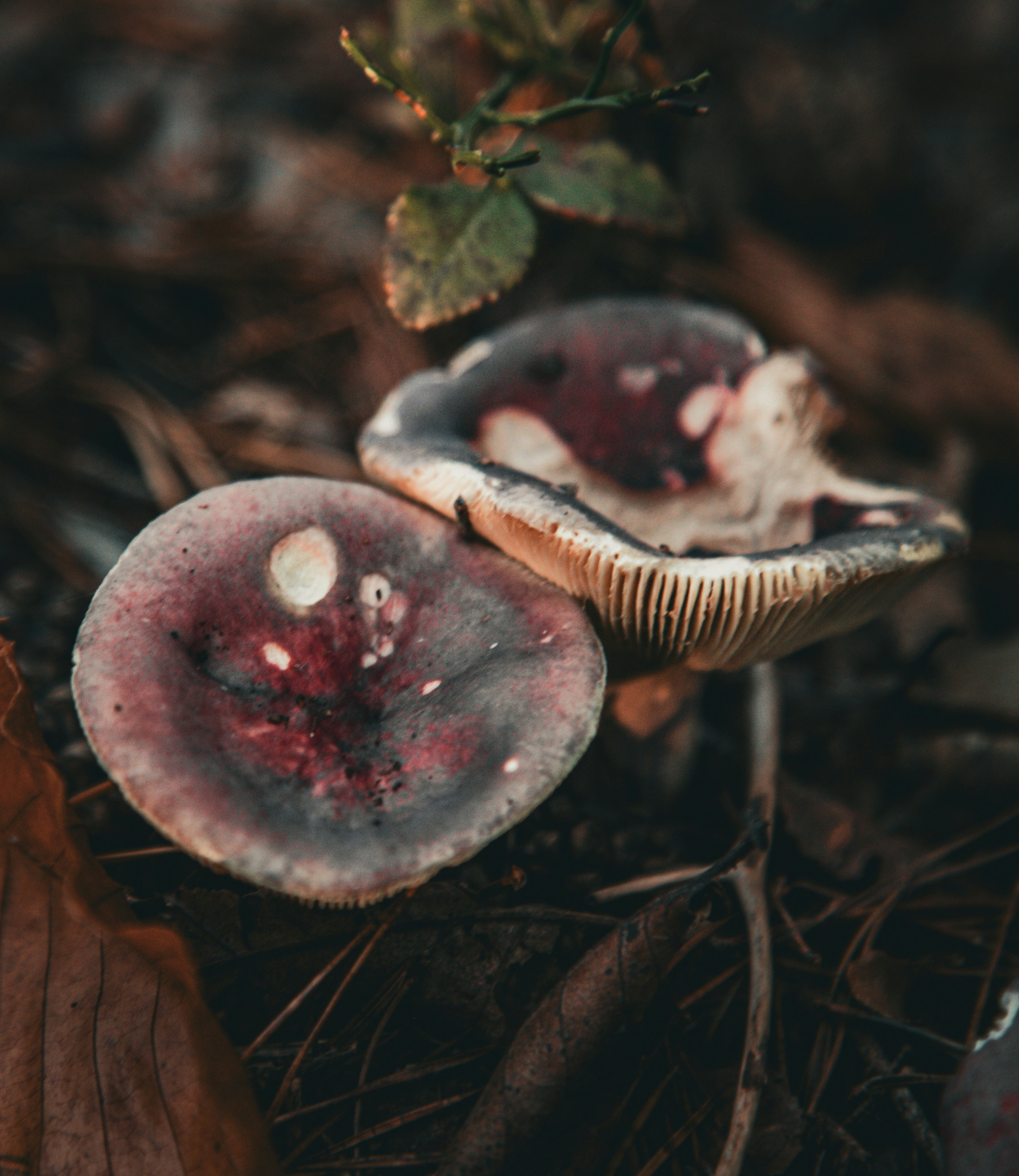 Mauve-Centered Mushrooms Rest in Damp Forest Mulch
