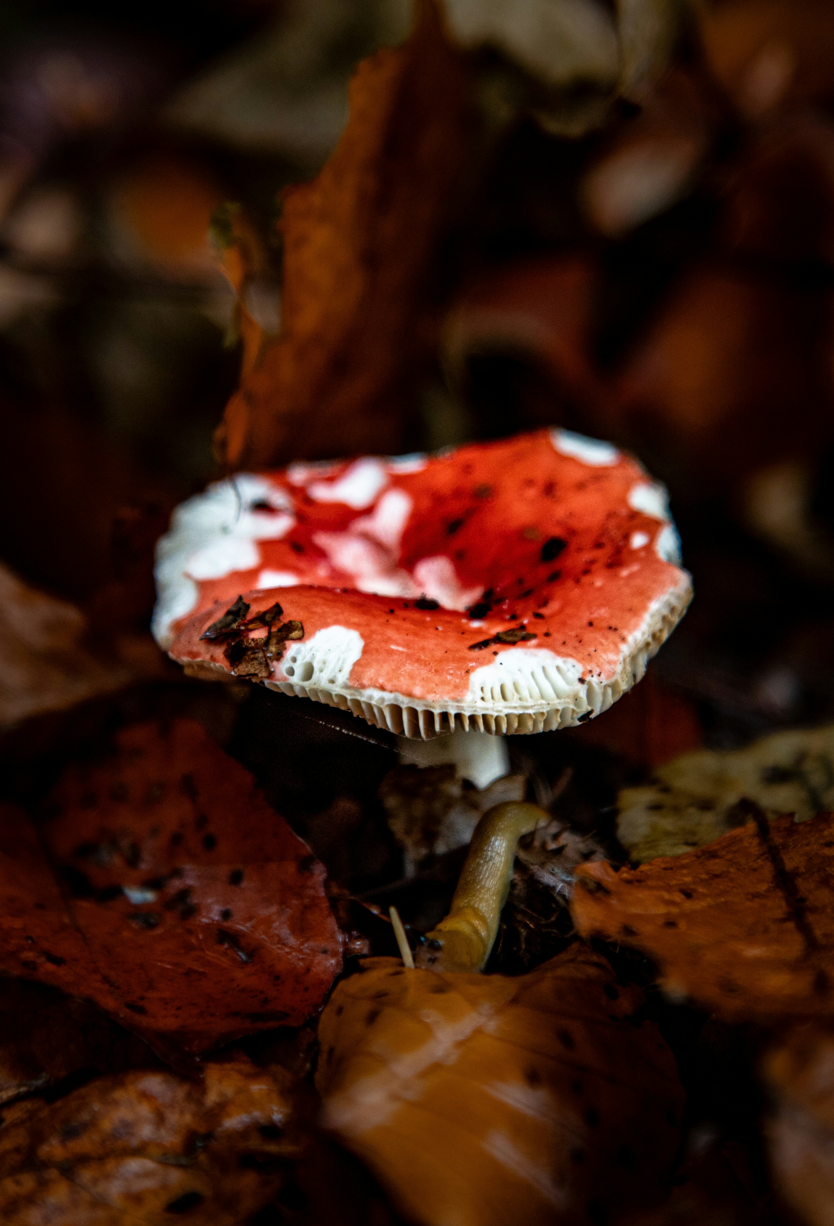Crimson Cap Emerges From Leaf-Litter Understory