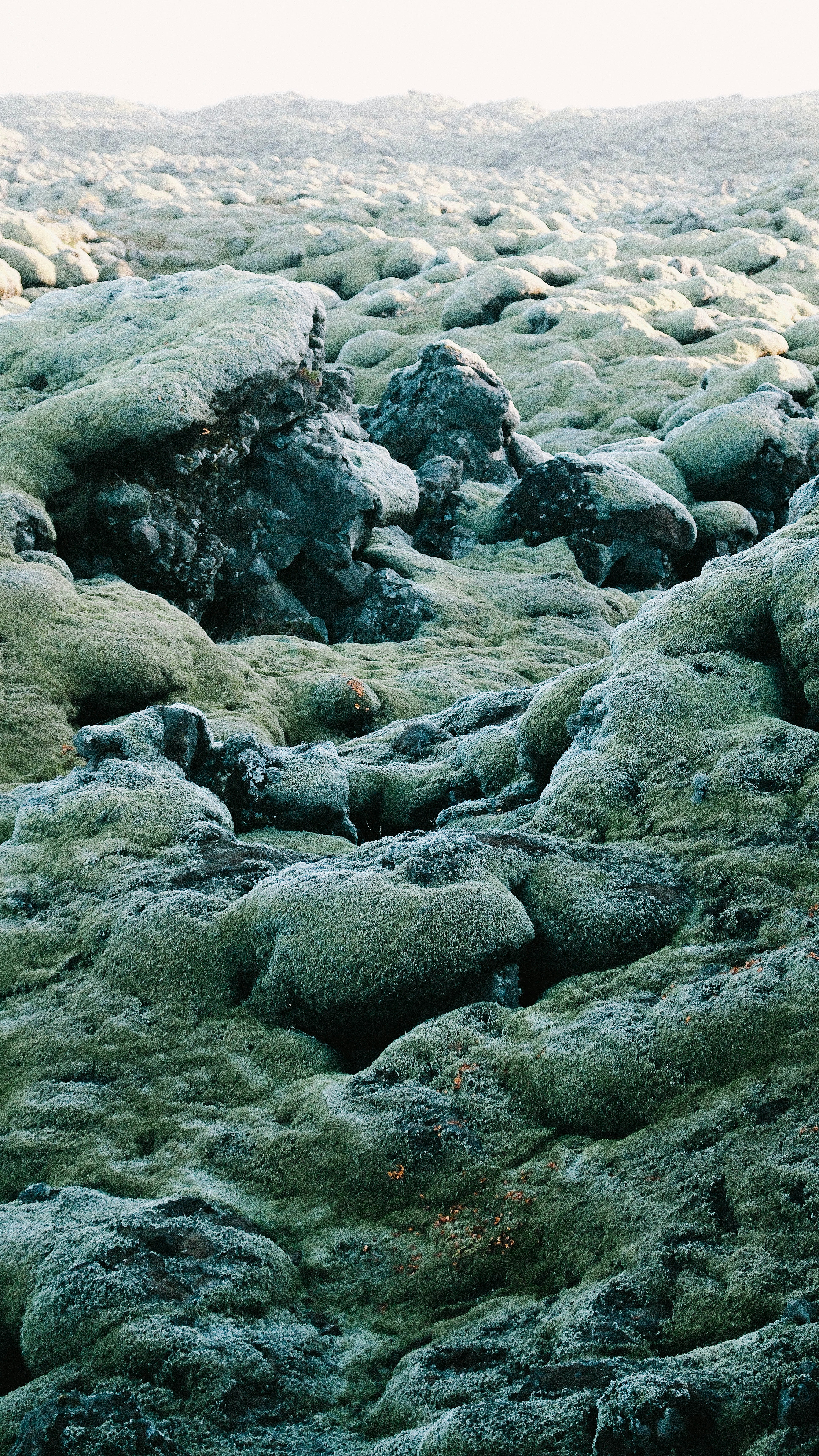Moss-clad lava rocks under soft daylight